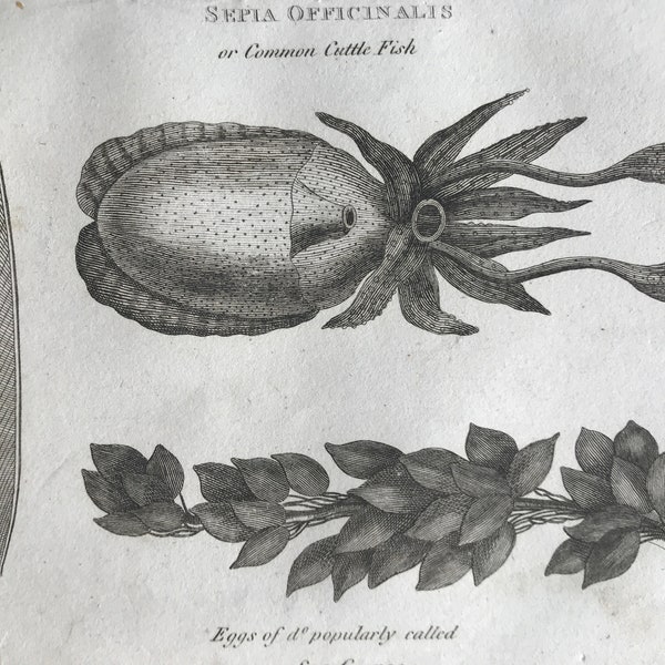 Cuttlefish Bone - Etsy