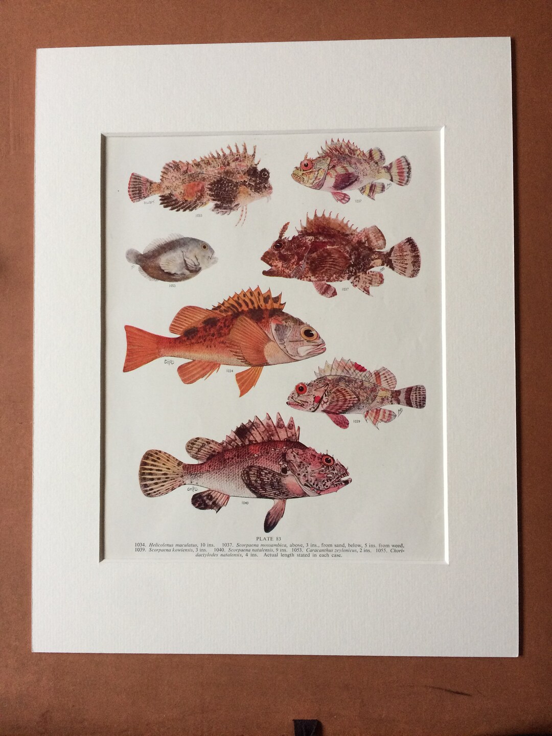 1950 Original Vintage Fish Print - Mounted and Matted - Available ...