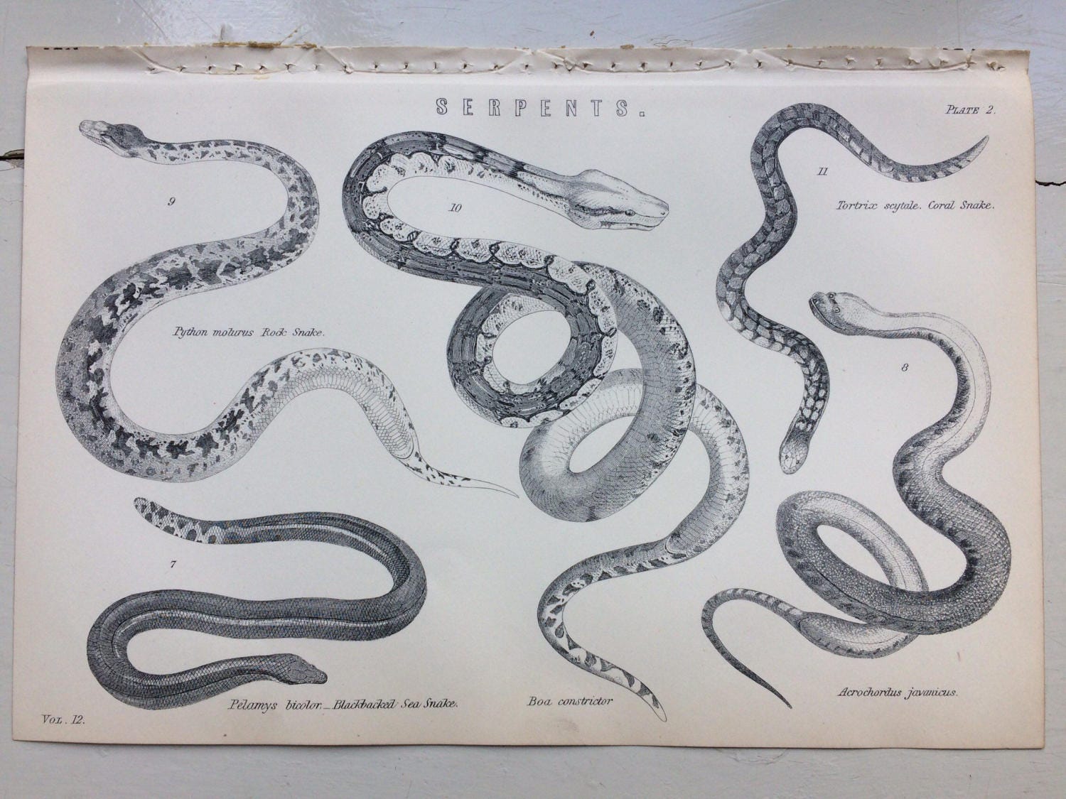 1880 SERPENTS, SNAKES Original Antique print - Encyclopaedia ...