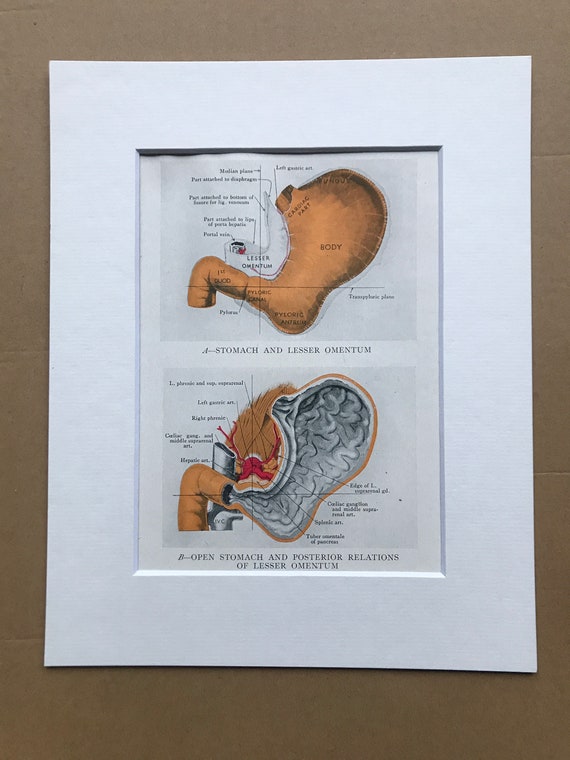 Lesser Omentum Model