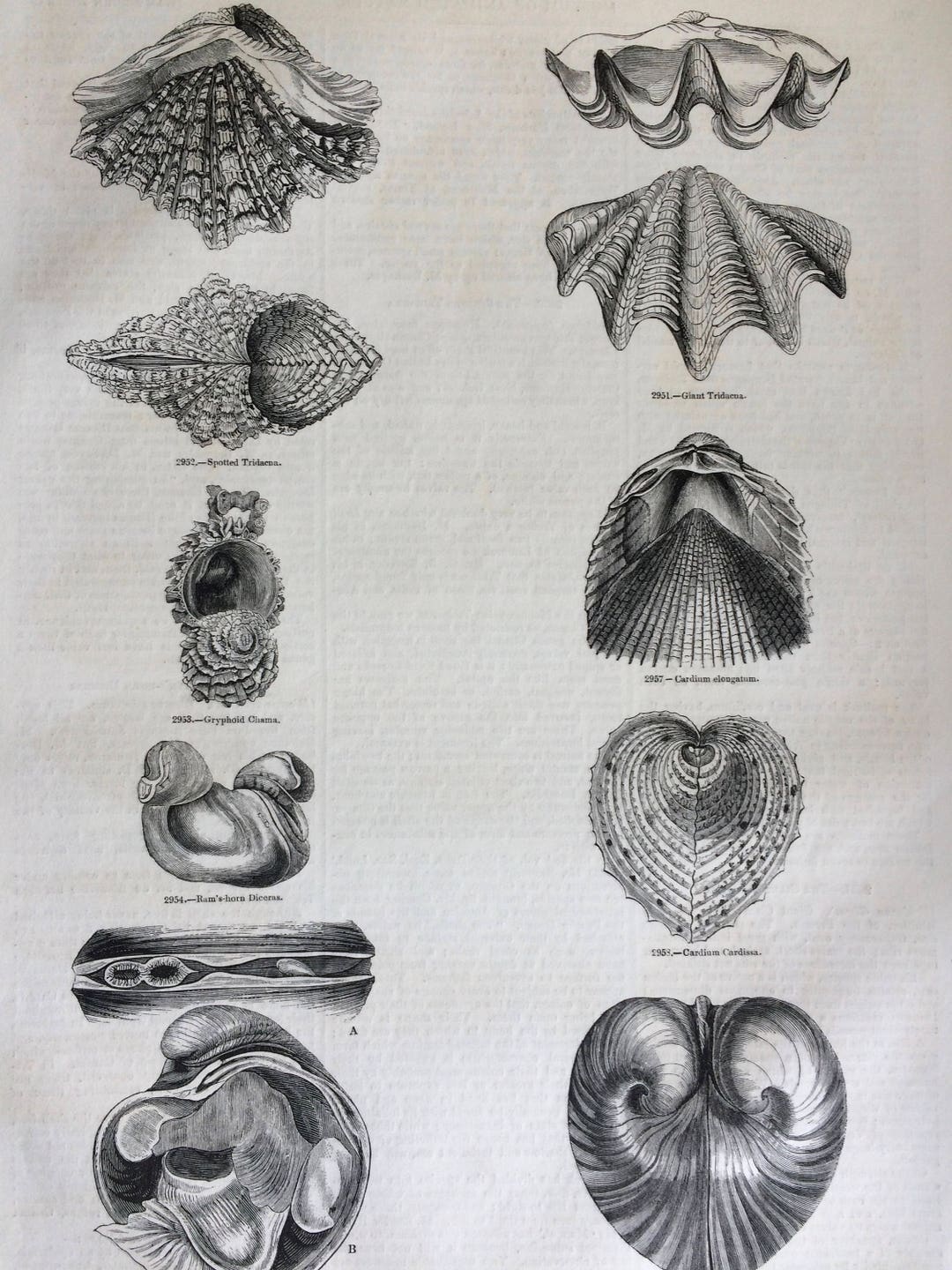 1856 Large Original Antique Sea Shell Engraving Shellfish Conchology ...