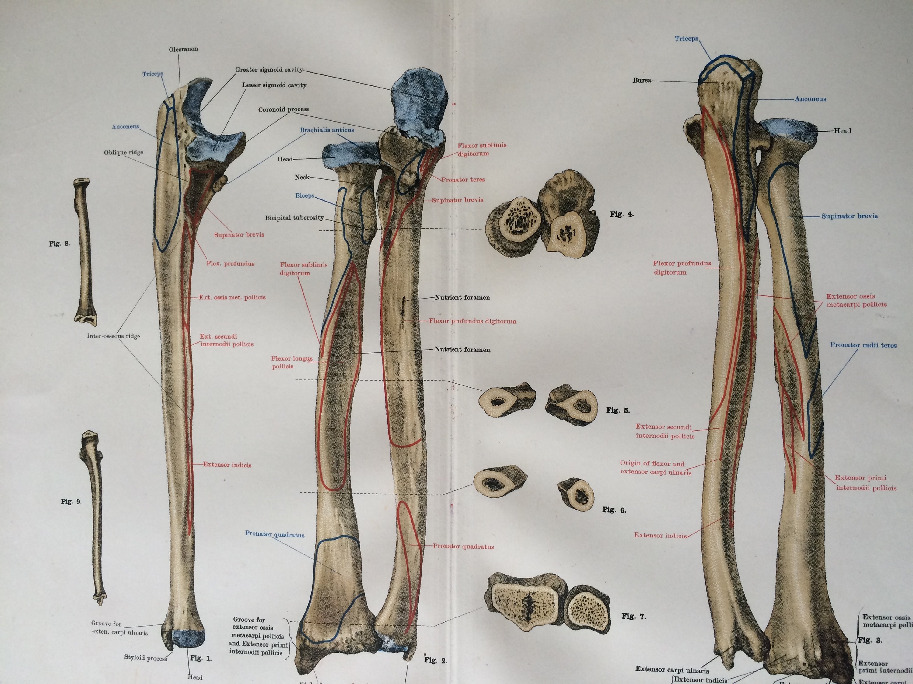 Radius Anatomy | ubicaciondepersonas.cdmx.gob.mx Radius Anatomy | ubicaciondepersonas.cdmx.gob.mx