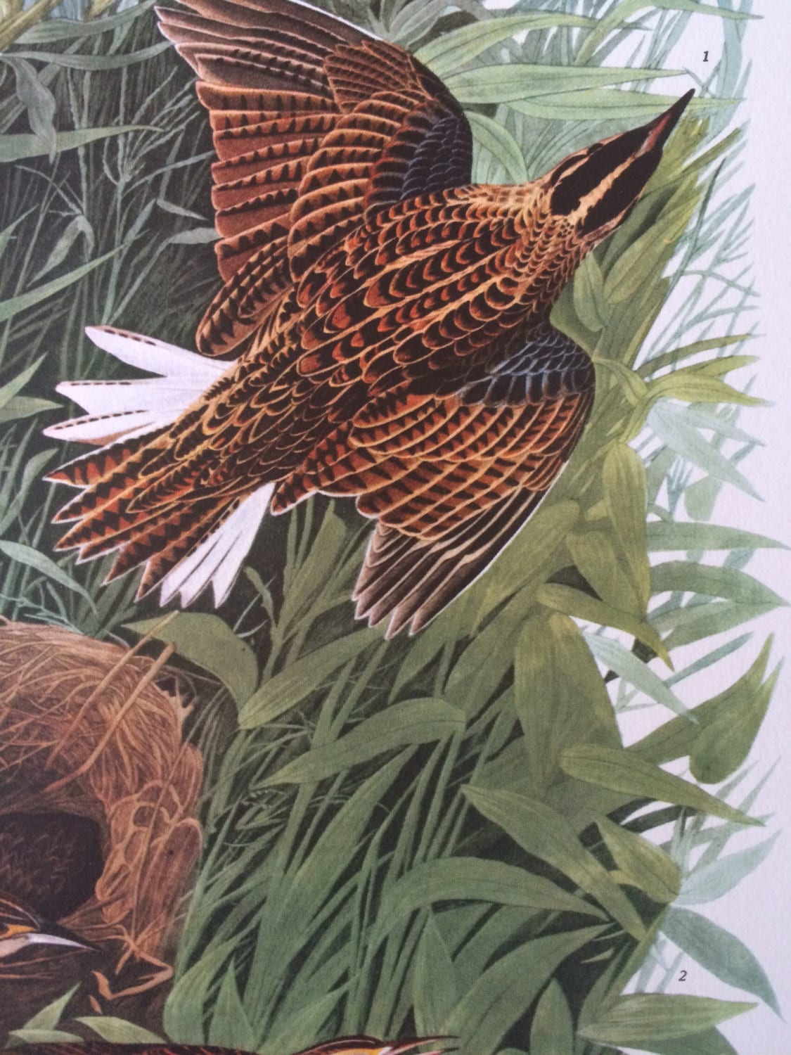 MEADOW LARK Large Original Vintage 1964 Audubon Print, 14 x 17 inches ...