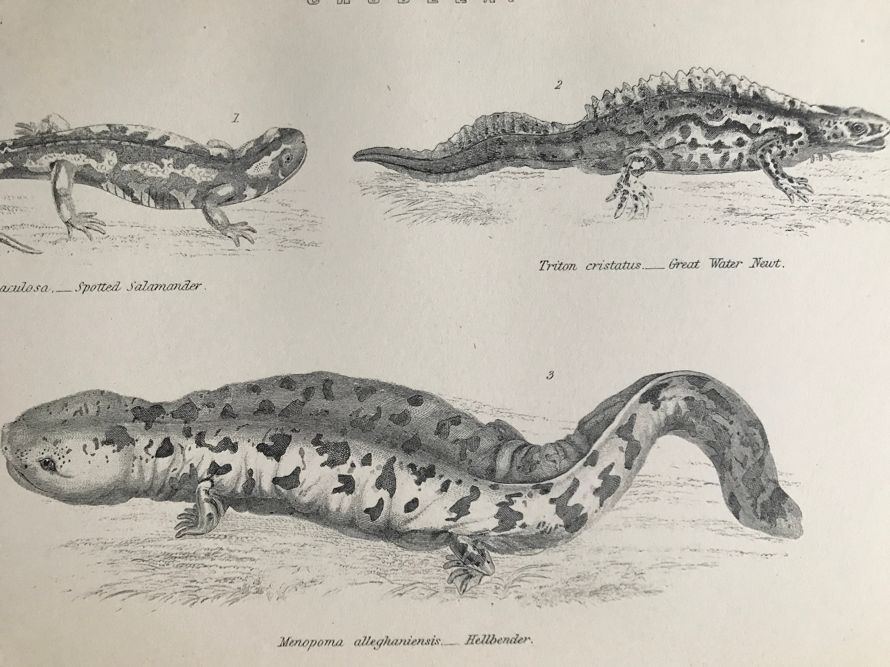 Hellbender Salamander Art