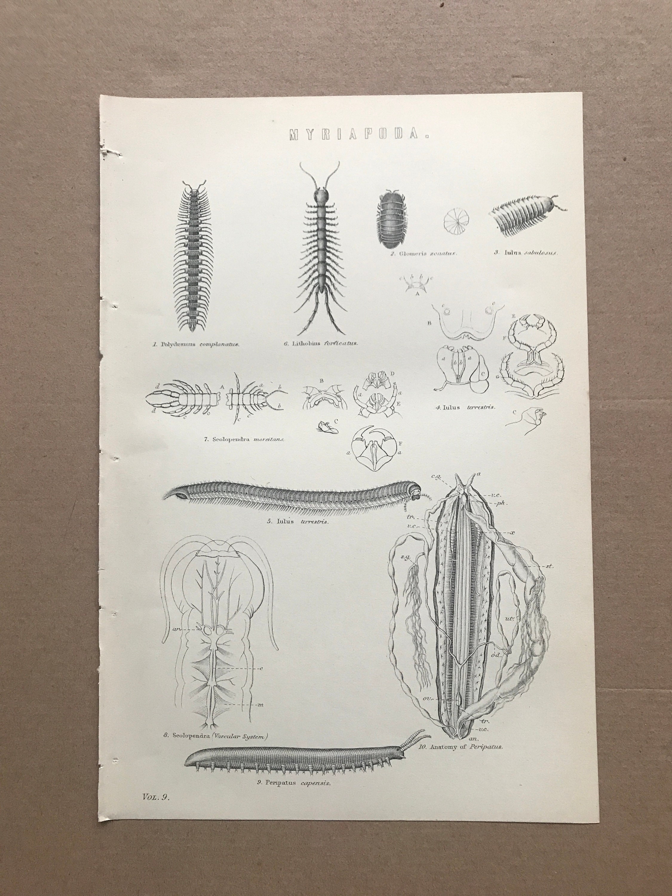 1891 Myriapoda Original Antique Print Insect Art | Etsy