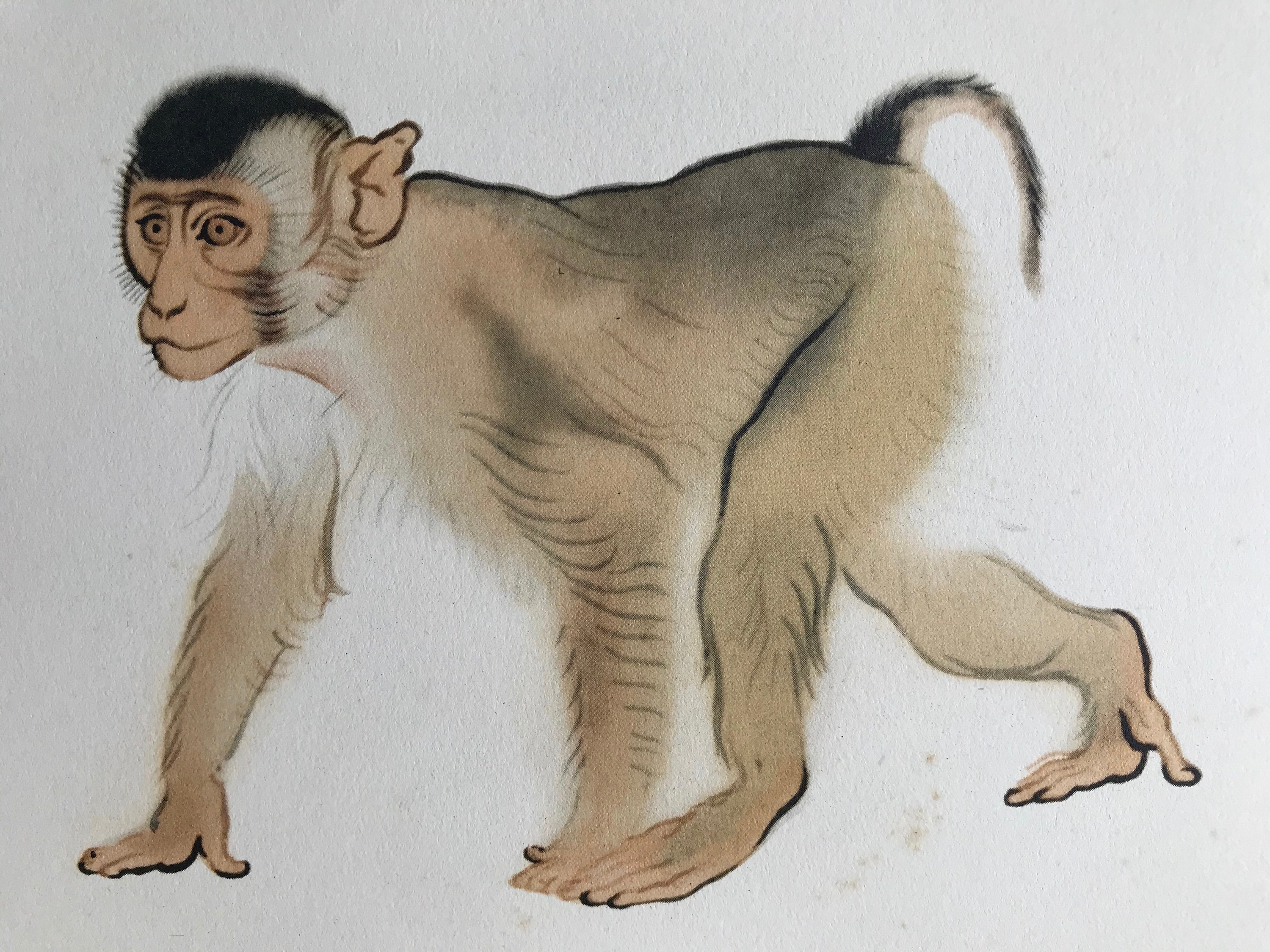 1937 Young Pigtail Monkey Original Vintage Print - Mounted and Matted ...