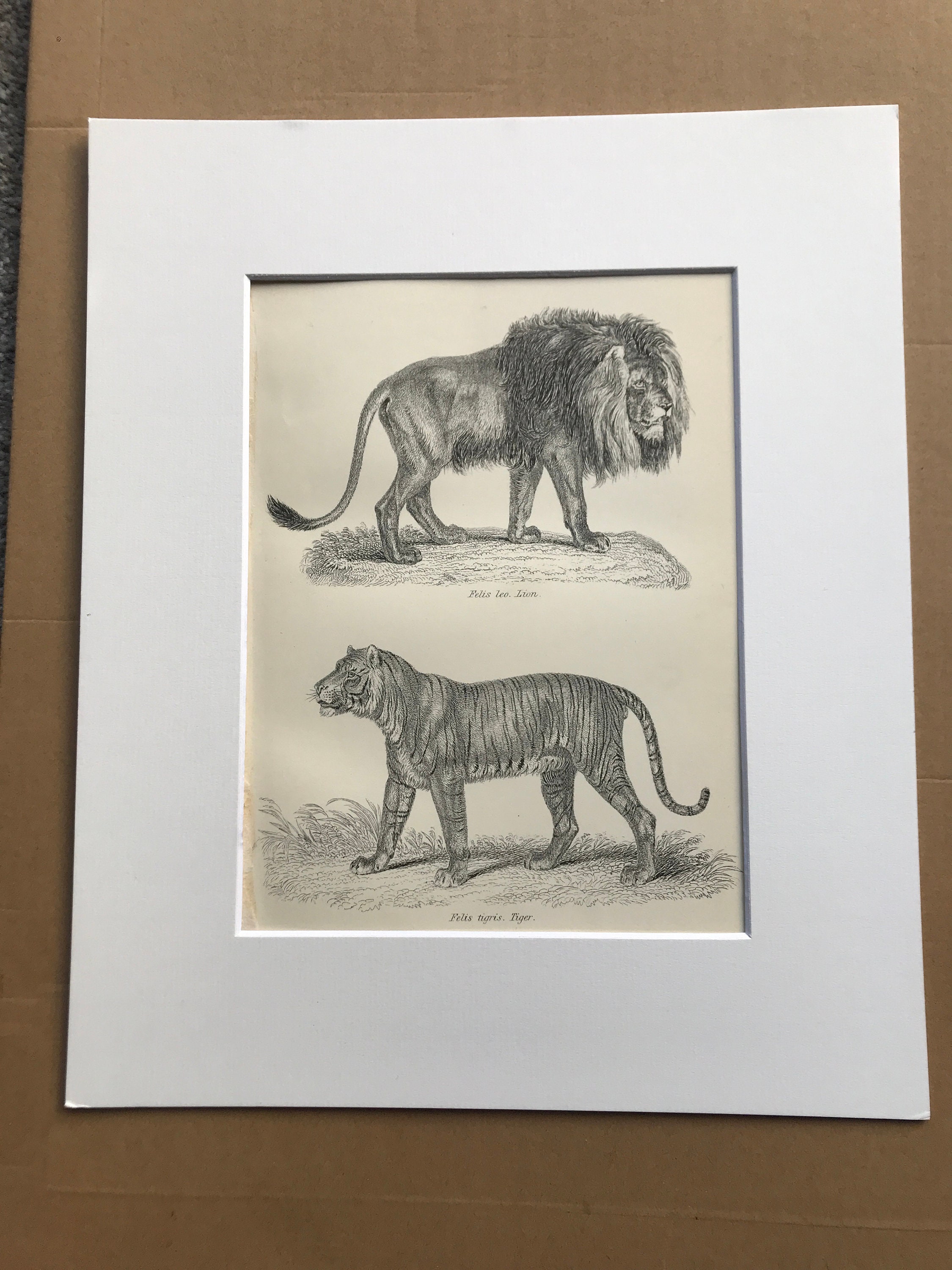 1891 Lion and Tiger Original Antique Print - Wildlife Decor - Animal ...