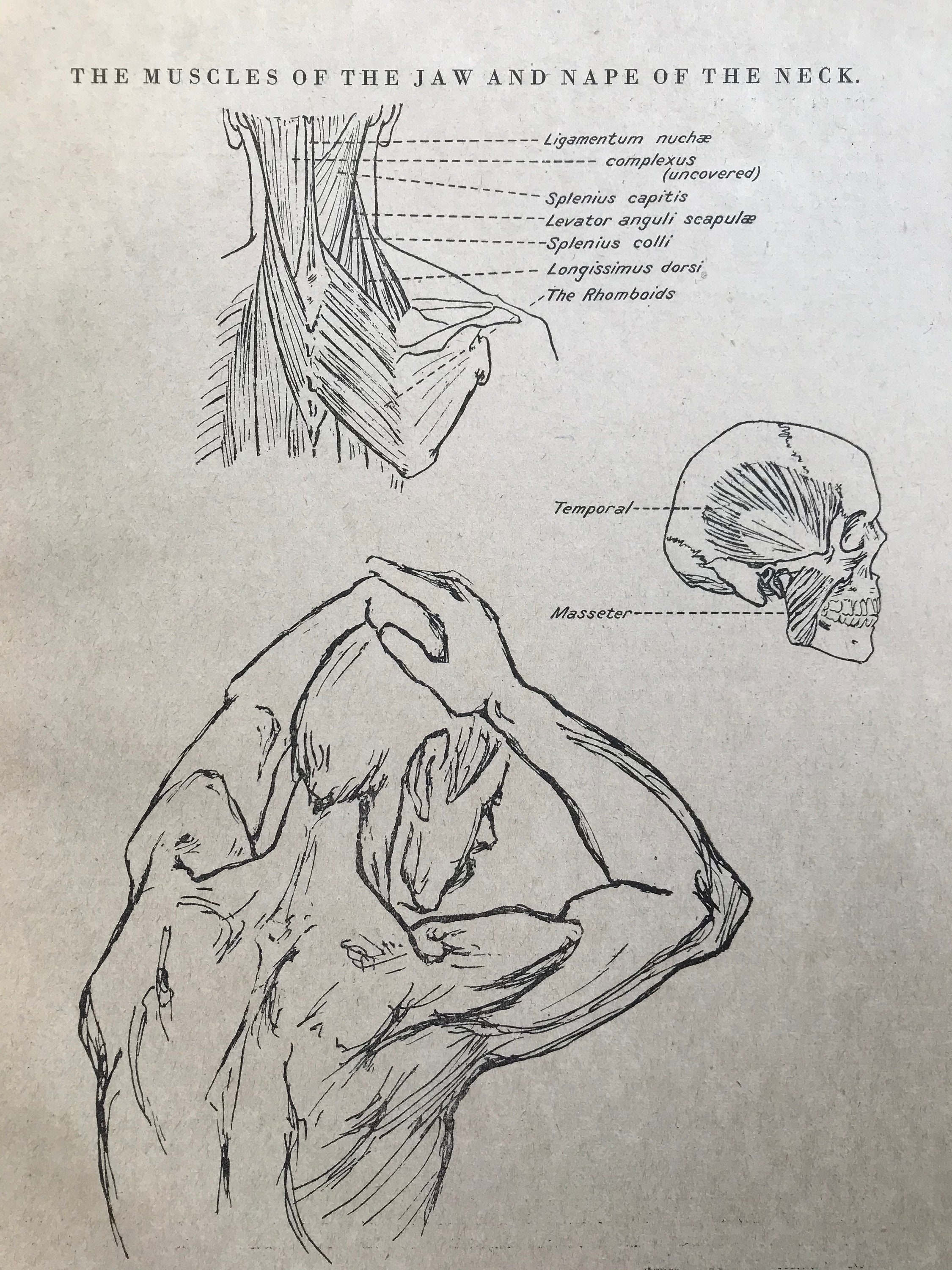 1949 the Muscles of the Jaw and Nape of the Neck Original - Etsy Australia