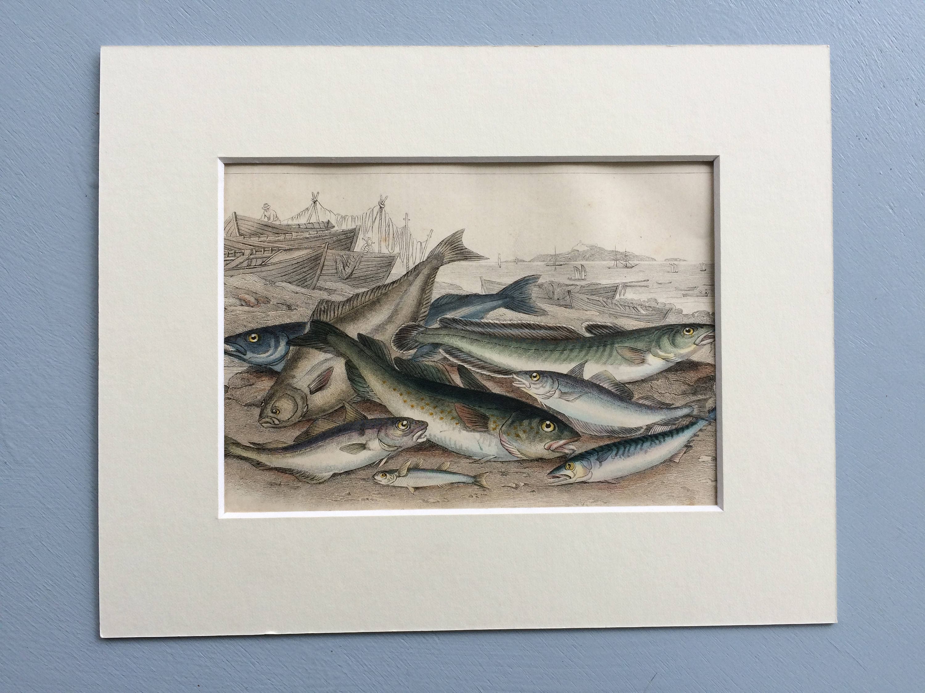 1852 Original Antique Hand-Coloured Fish Illustration - Common Cod ...