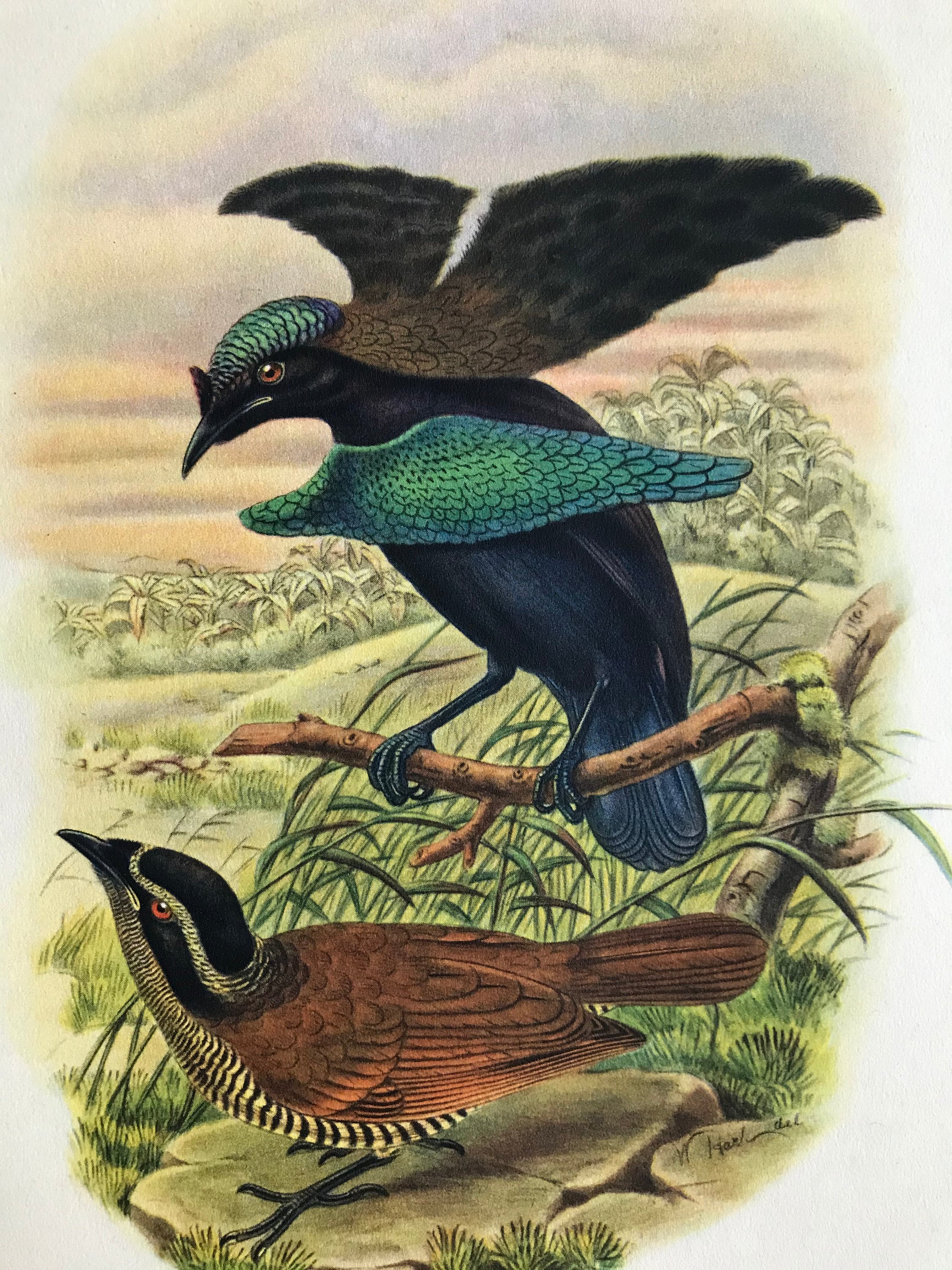 Superb Bird Of Paradise Animal