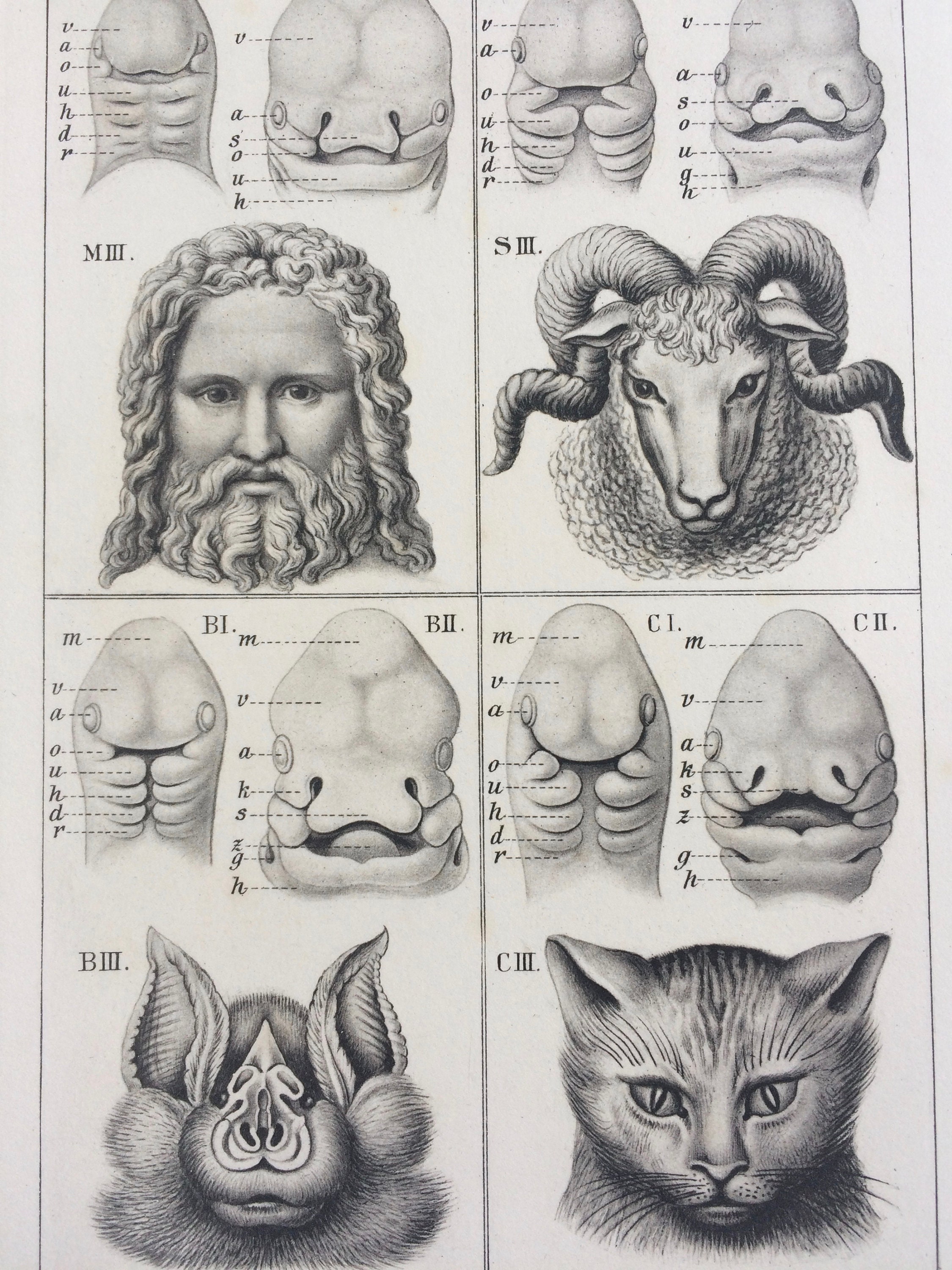 1905 Embryonic Development of the Face (Man Bat Cat Sheep) Original ...