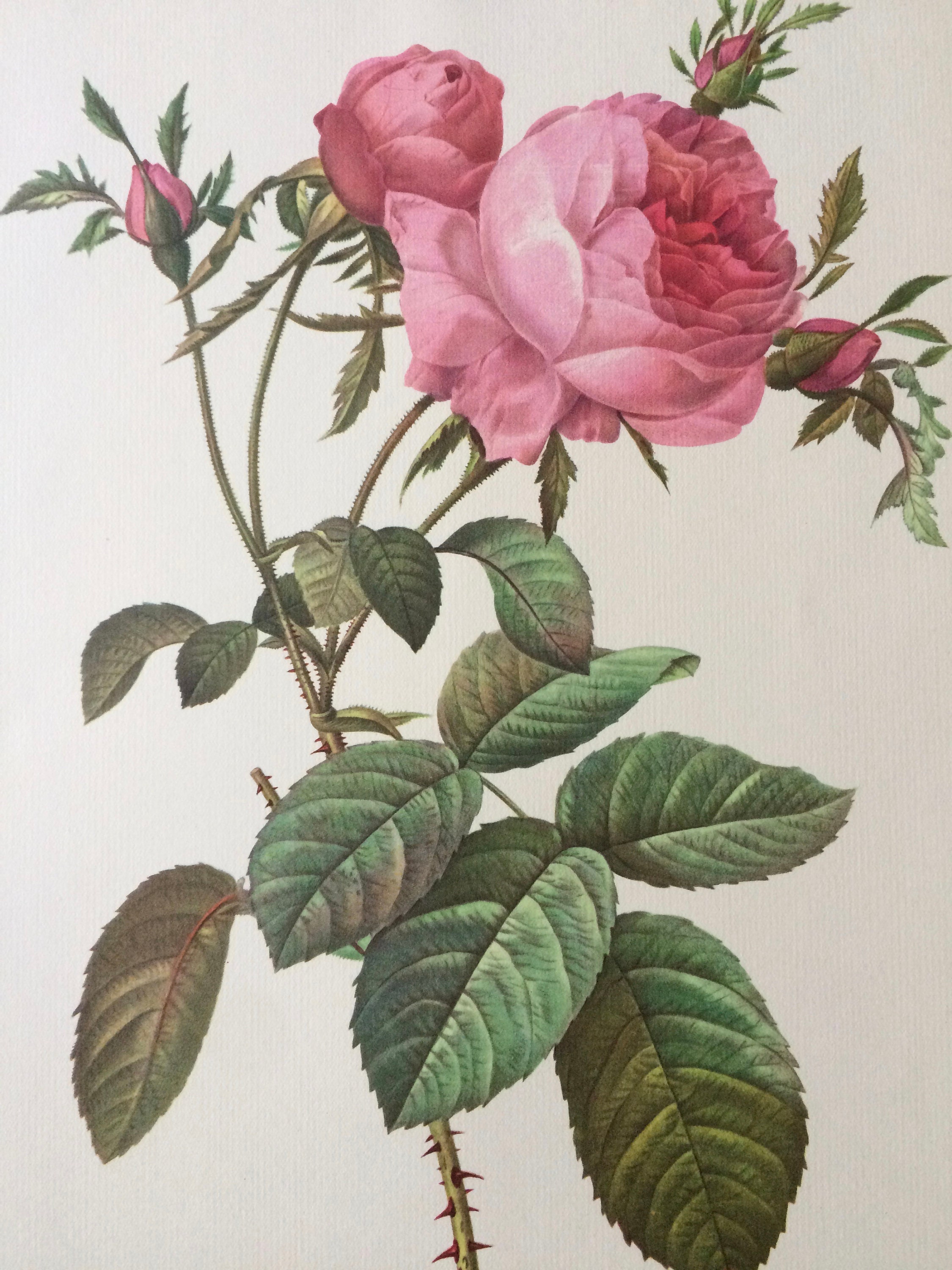 1955 Original Vintage Redoute Rose Illustration - Botanical Decor ...