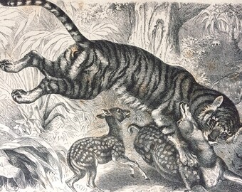 Framed Tiger Print - Etsy