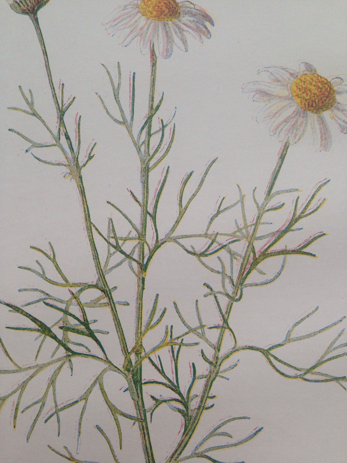 1878 SCENTLESS MAYWEED flower print, colour, original, vintage - Matted ...