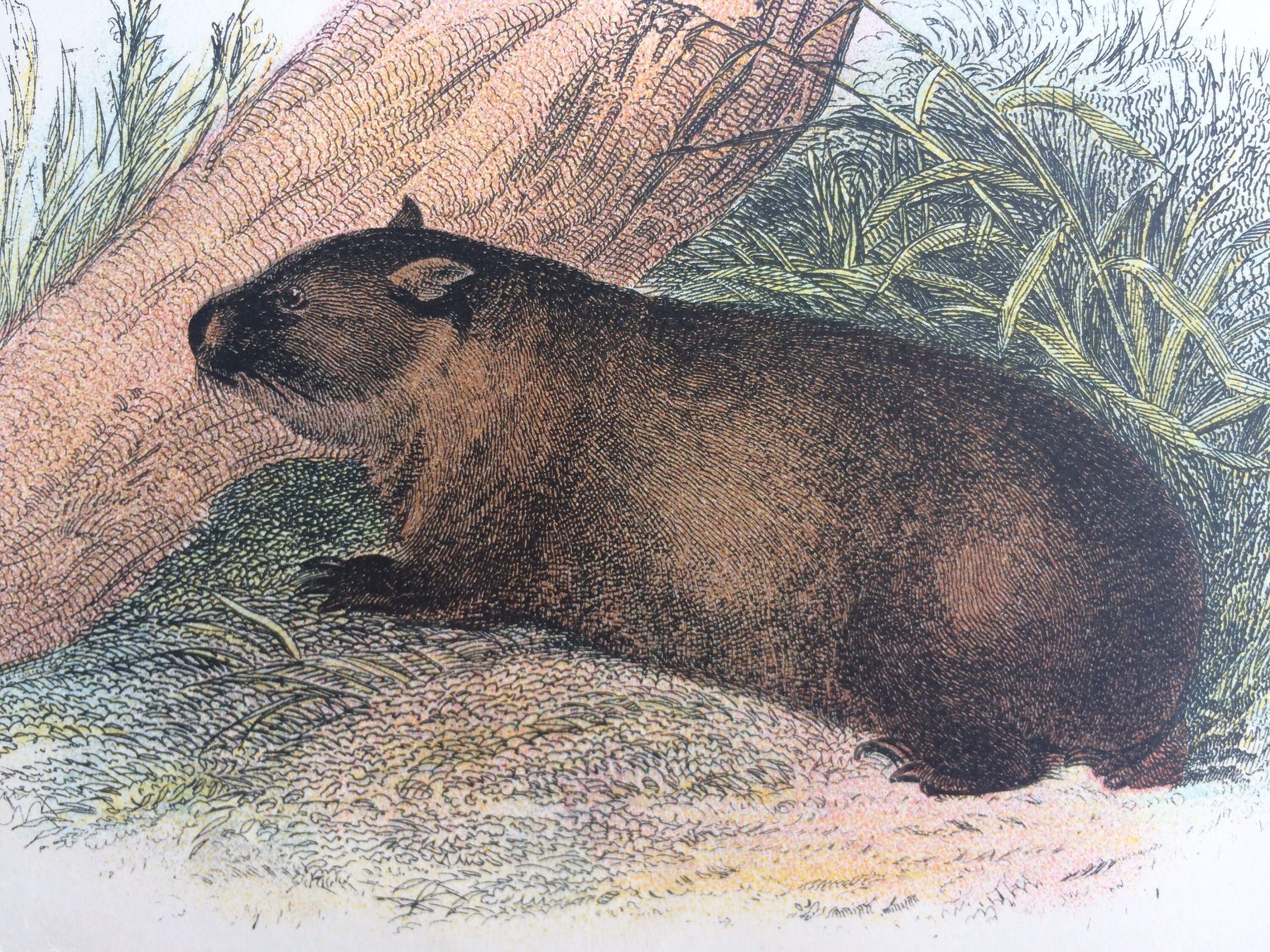 1896 Tasmanian Wombat Original Antique Matted Lithograph - Mammal ...