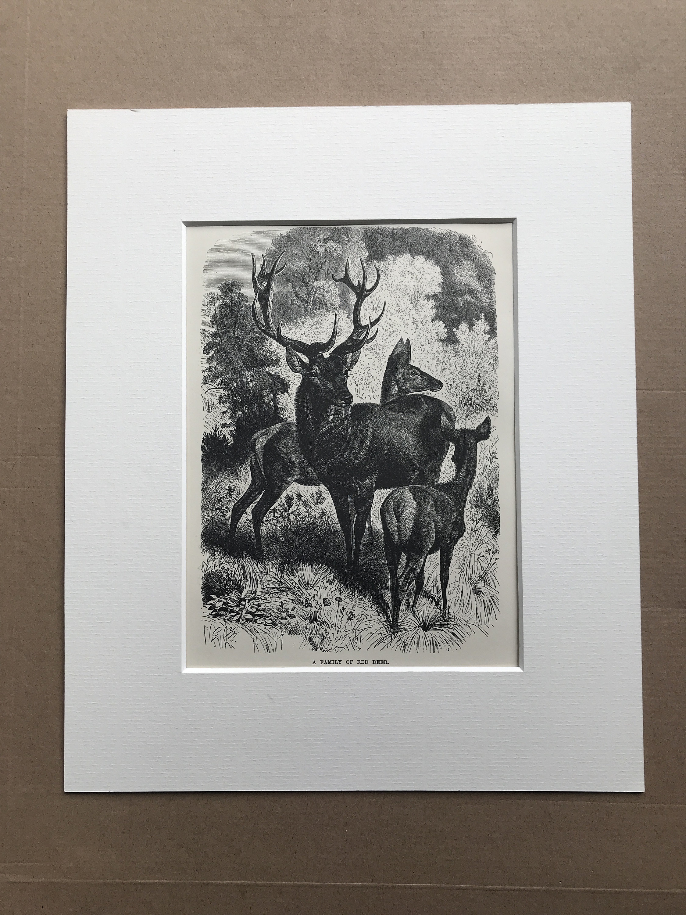 1893 A Family of Red Deer Original Antique Print - Wildlife - Natural ...