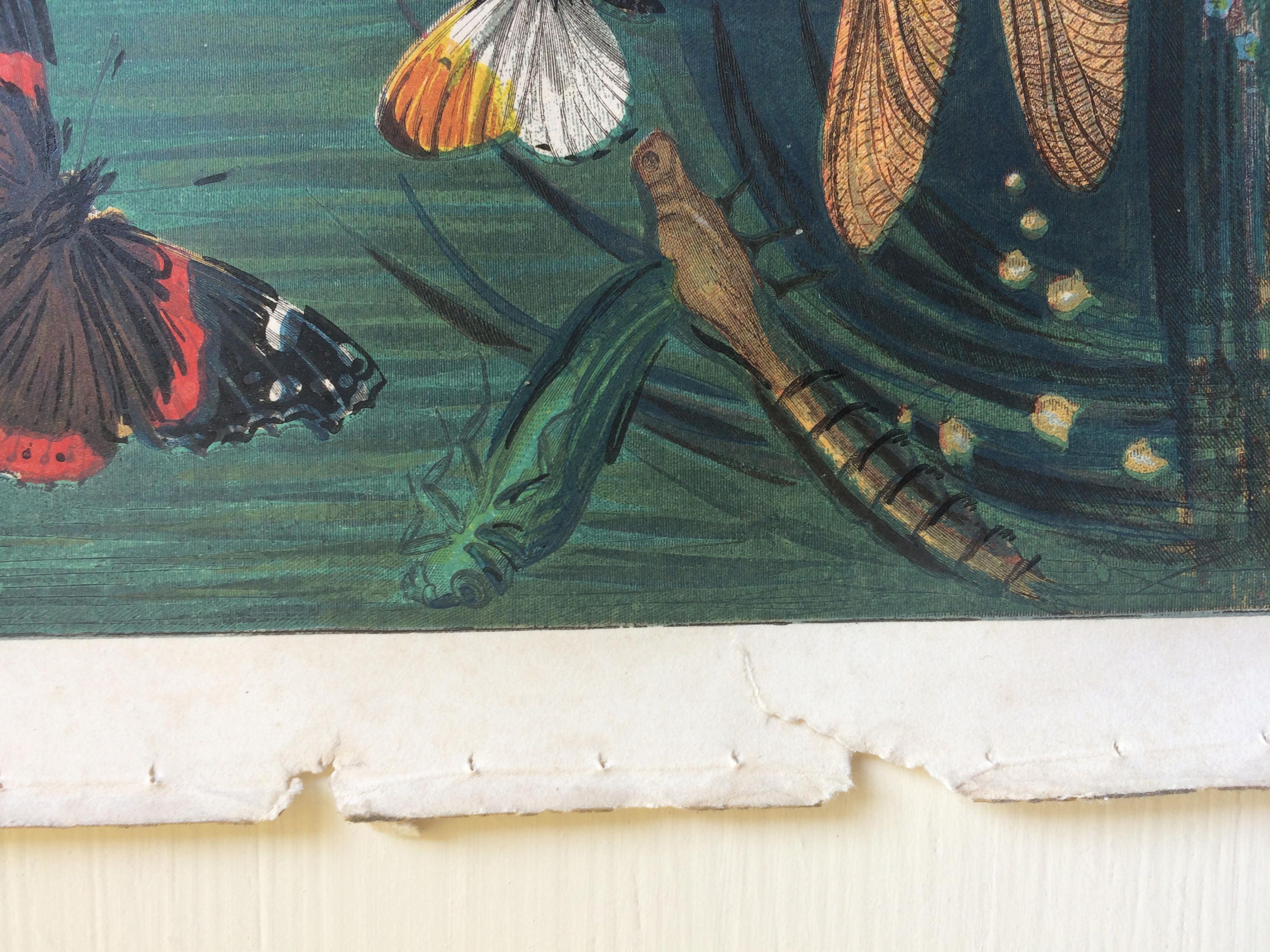 1859 Original Antique Lithograph - Butterflies & Moths - Vivid Colours ...