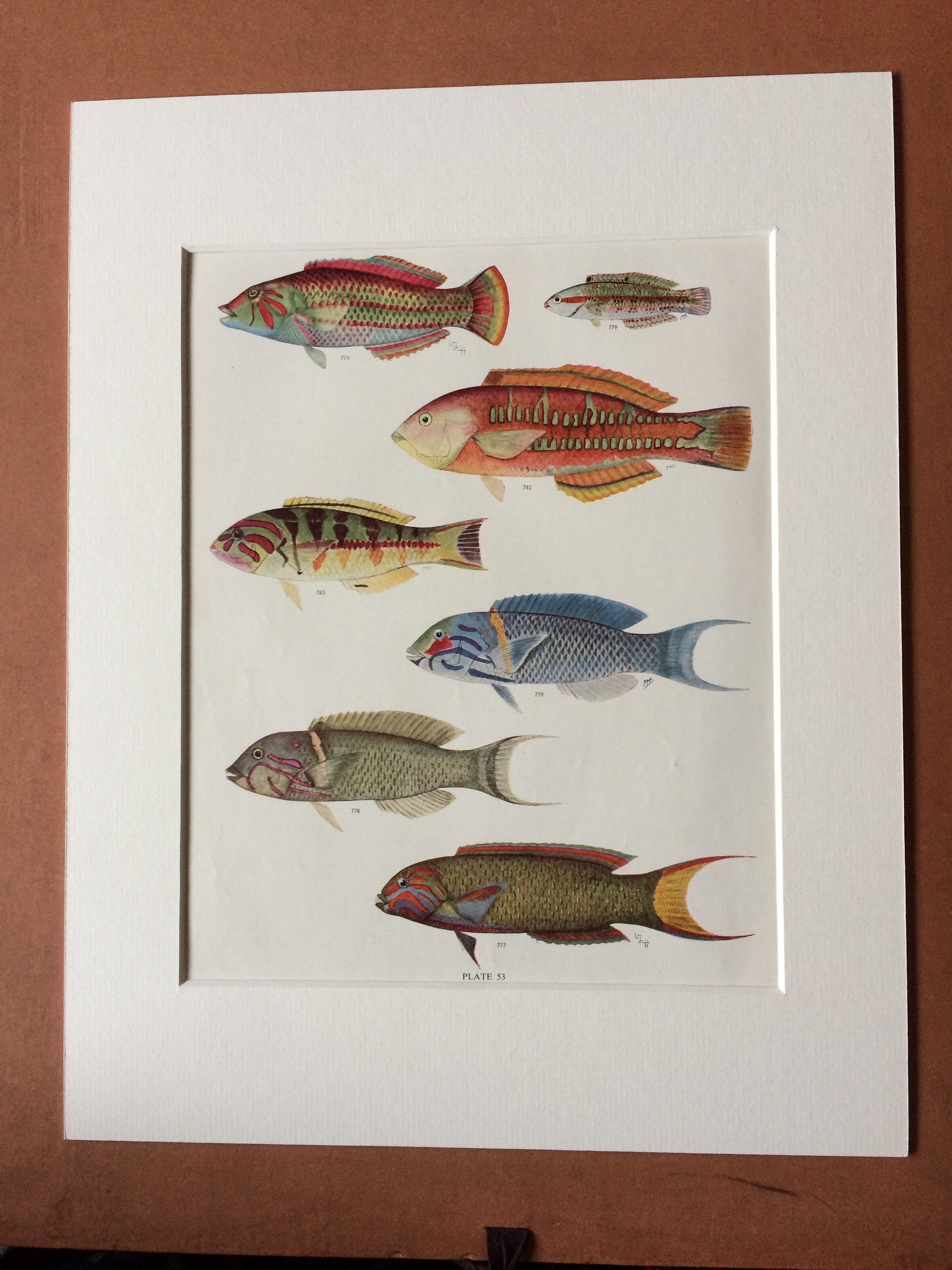 1950 Original Vintage Fish Print - Mounted and Matted - Available ...