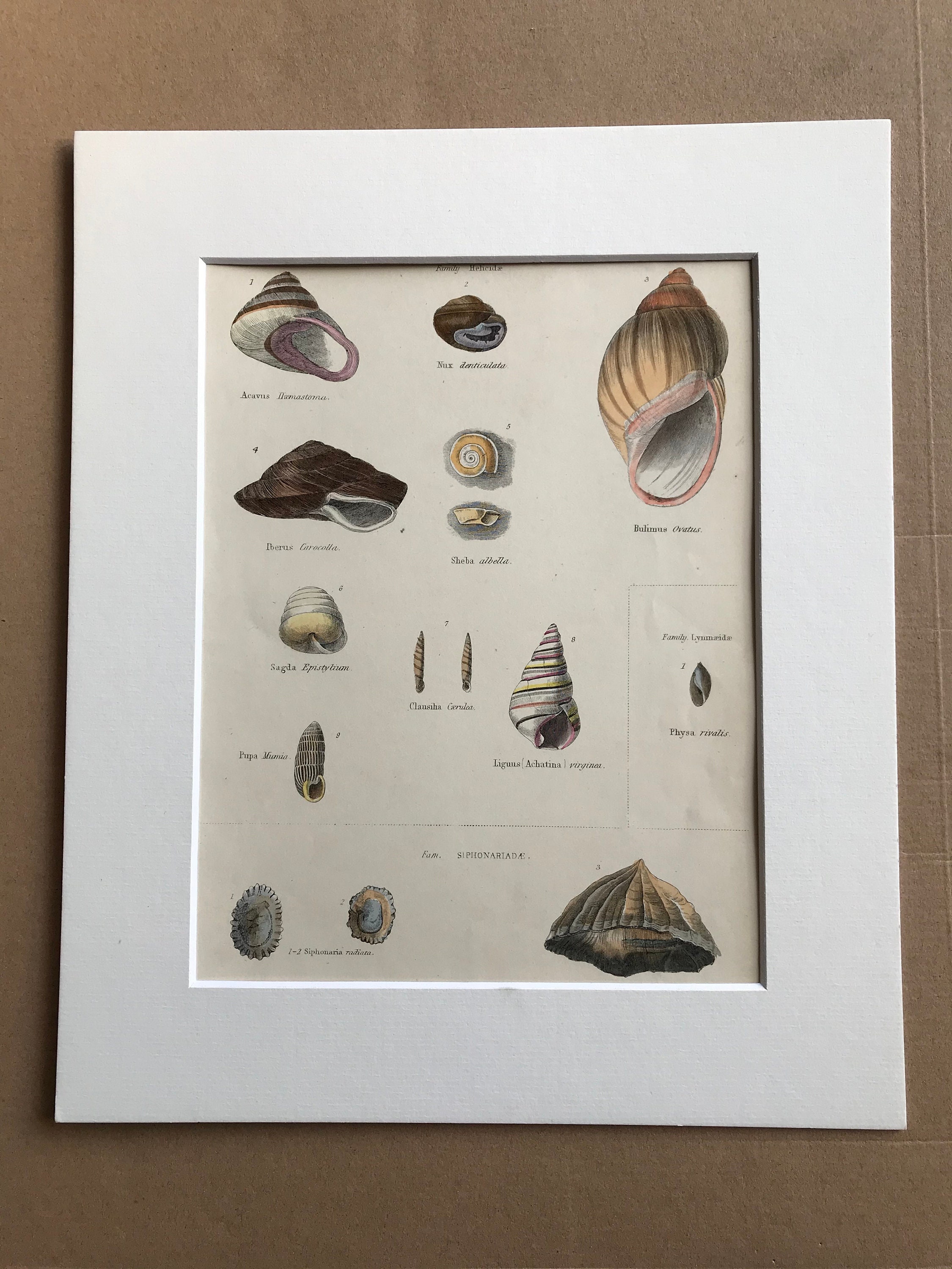 Prints Etchings & Engravings Mollusc Sea Shell 1862 Mollusca Original ...
