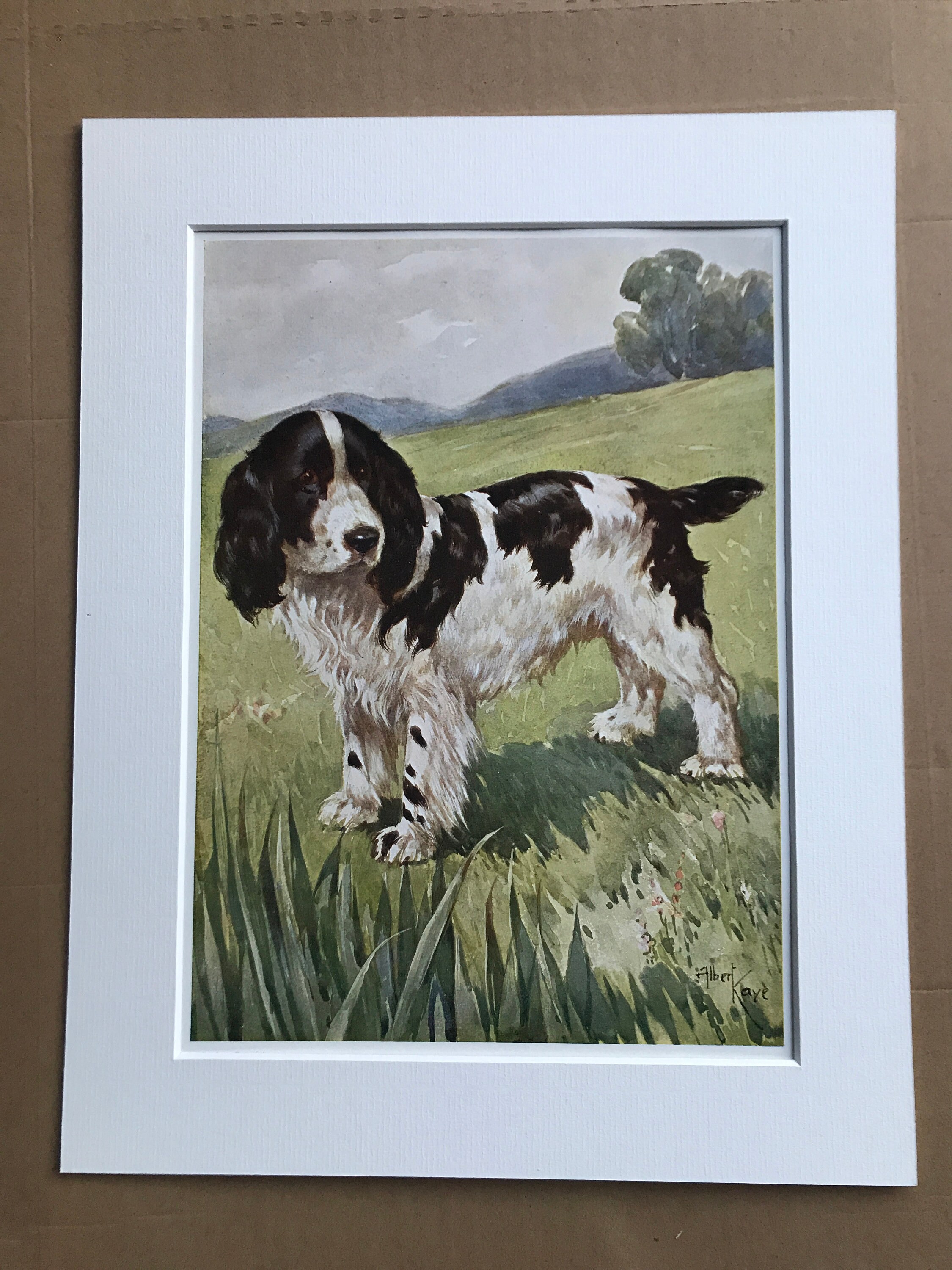 1926 Cocker Spaniel Original Antique Albert Kaye Print - Dog Print ...