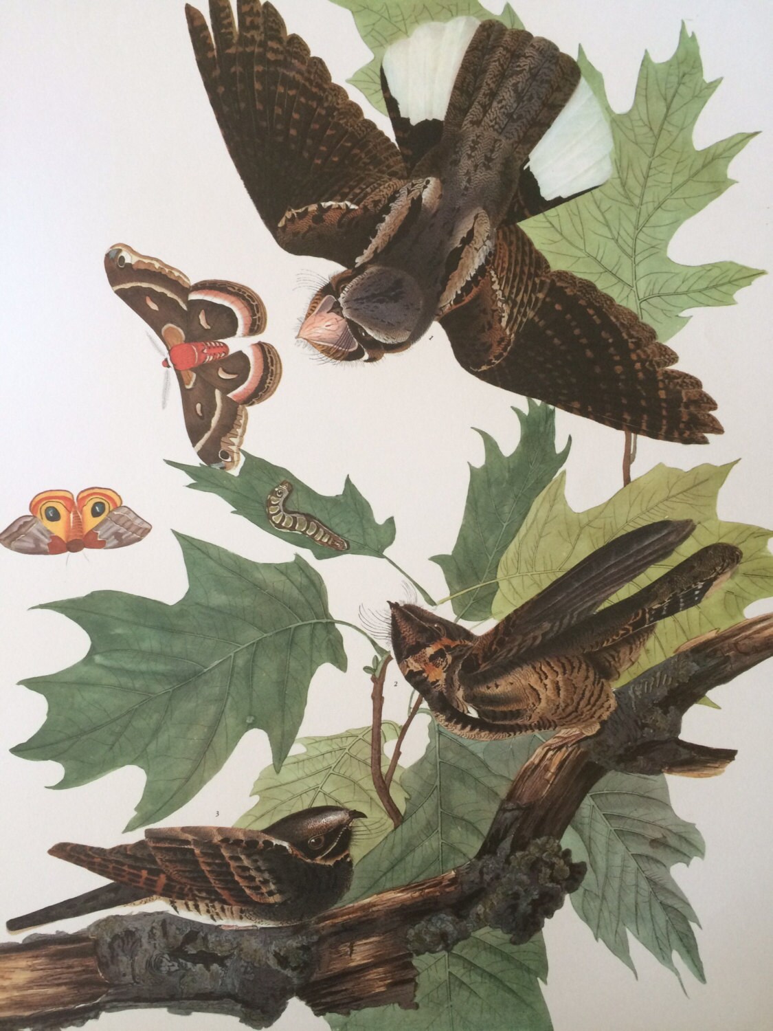 WHIP-POOR-WILL Large Original Vintage 1964 Audubon Print, 14 x 17 ...