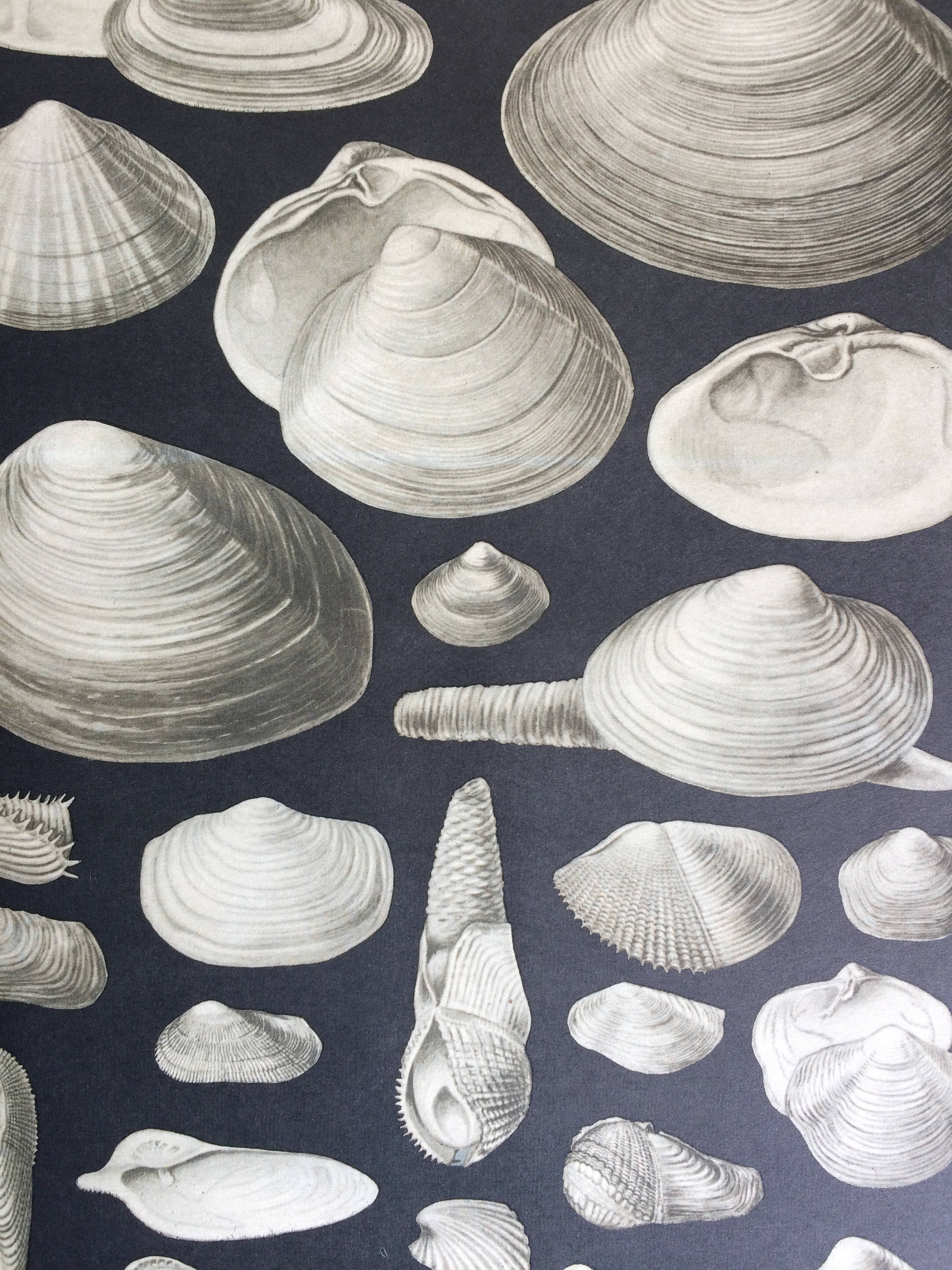 1968 Original Vintage Shell Print - Marine Decor - matted and ready to ...