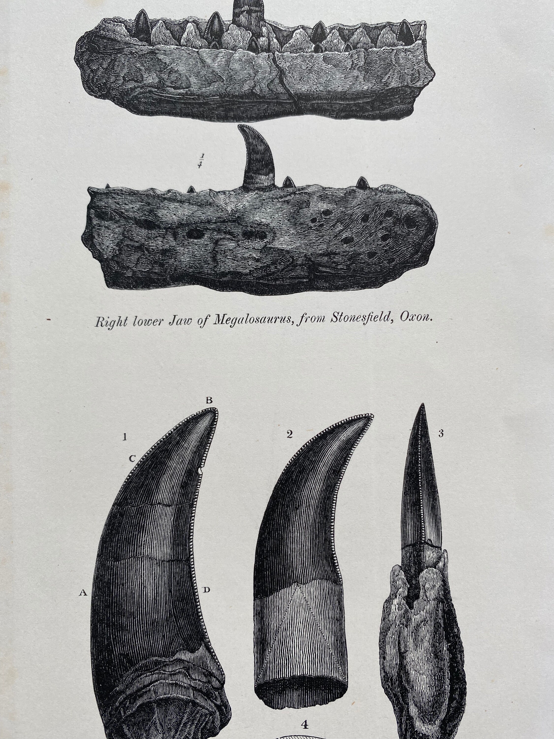 1858 Jaw and Teeth of Megalosaurus, from Stonesfield, Oxon Original ...