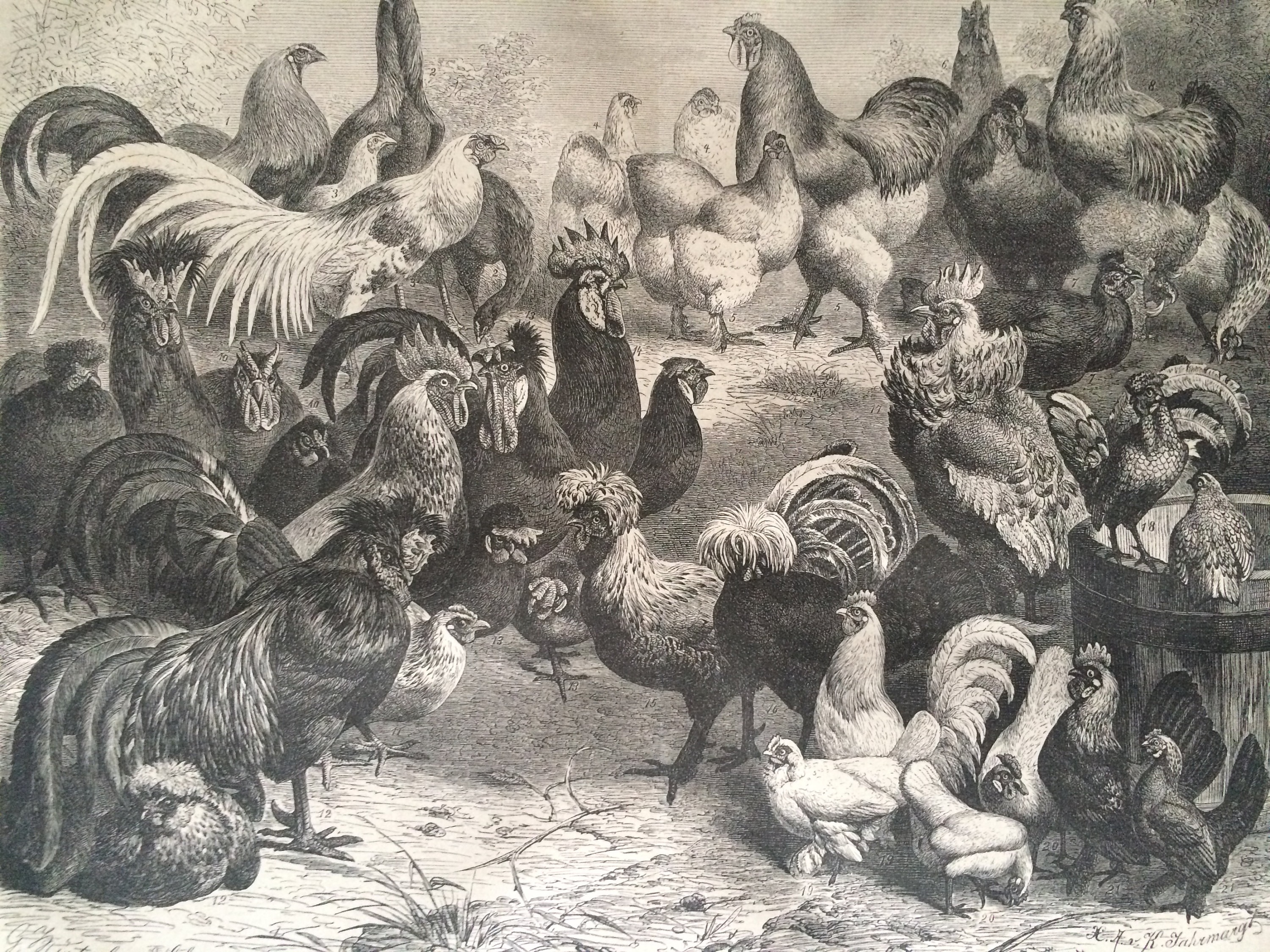 1876 Poultry Large Original Antique print - Available Mounted and ...