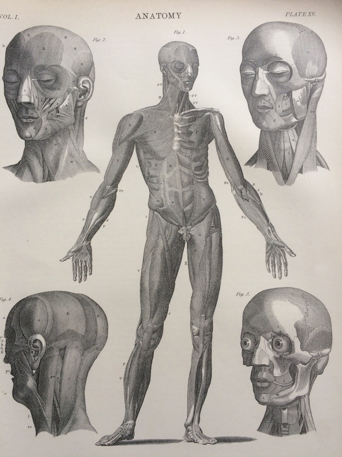1875 Anatomical Original Antique Steel Engraving - Muscles - Anatomy ...