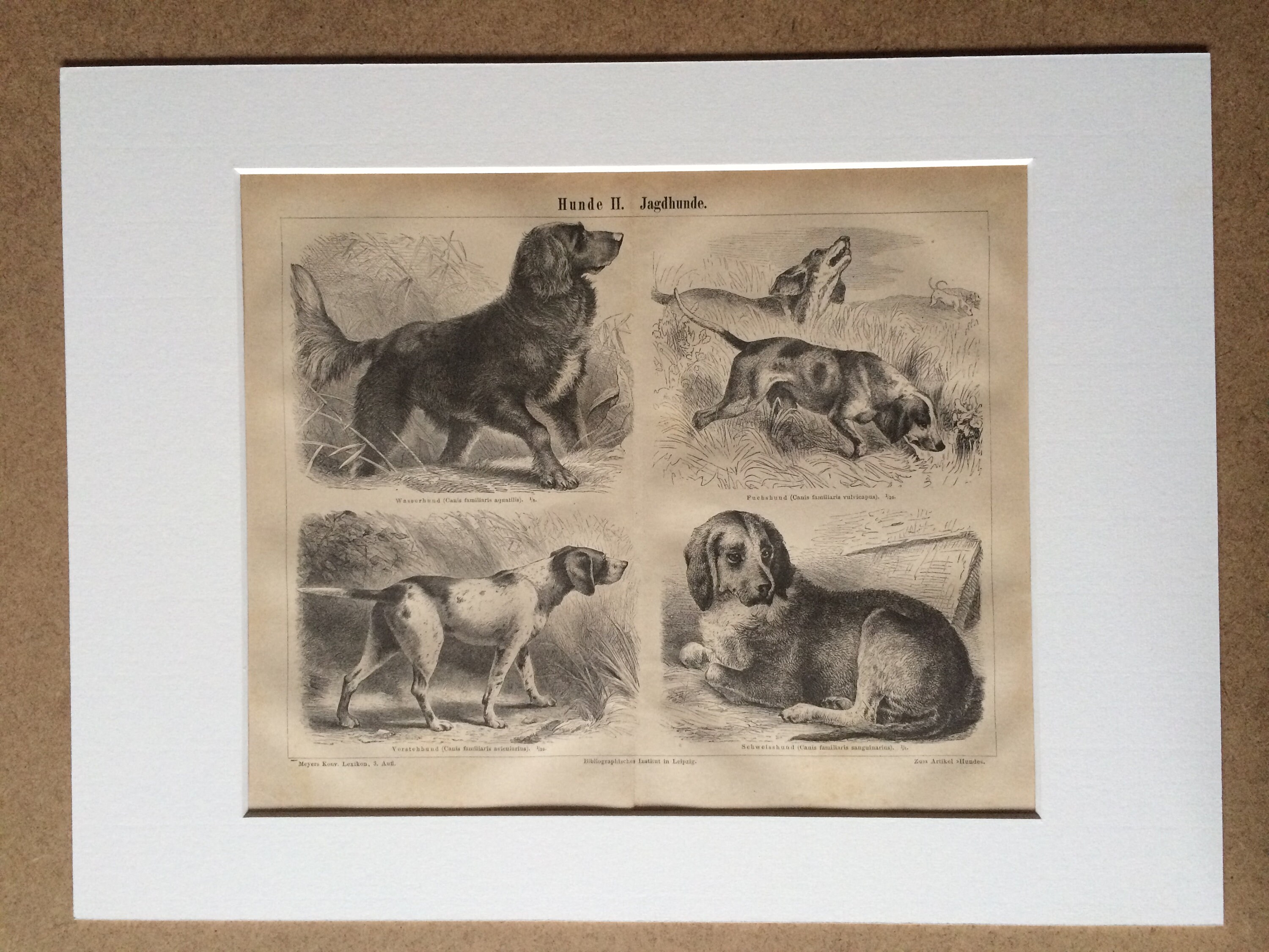 1876 Hunting Dogs Large Original Antique print - Available Mounted and ...