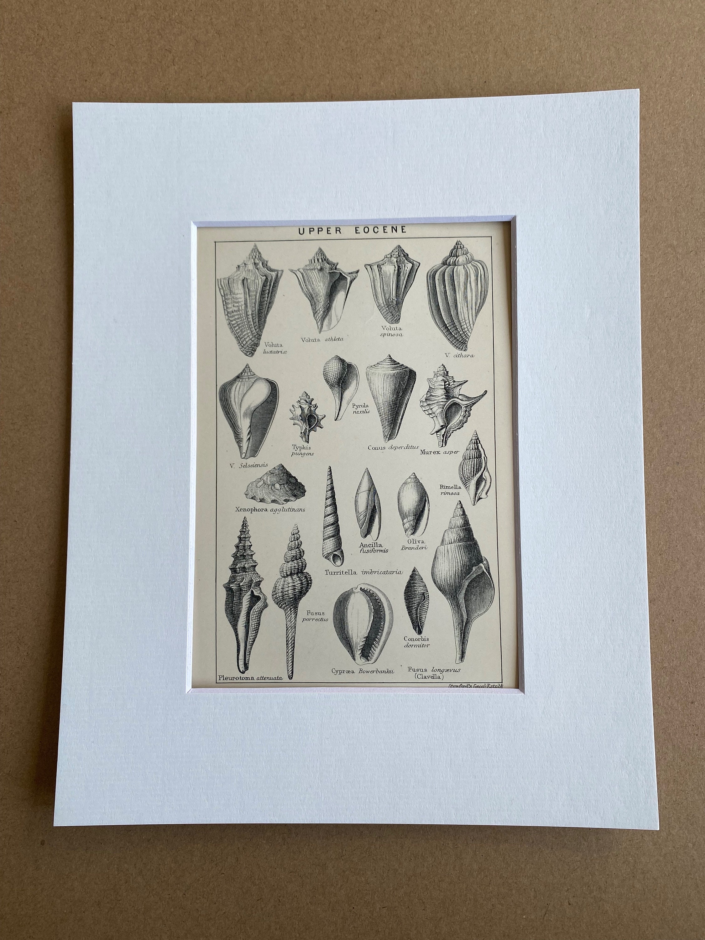 1913 Upper Eocene Fossils - Barton, Bracklesham & Bagshot Beds Original ...