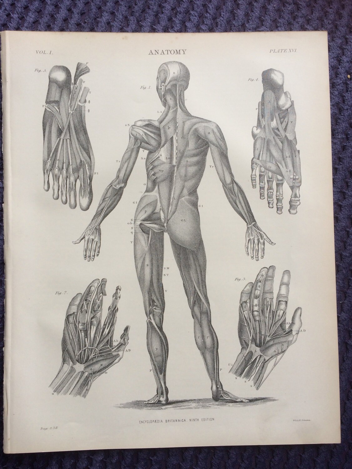 1875 Anatomical Original Antique Steel Engraving Print - Muscles ...