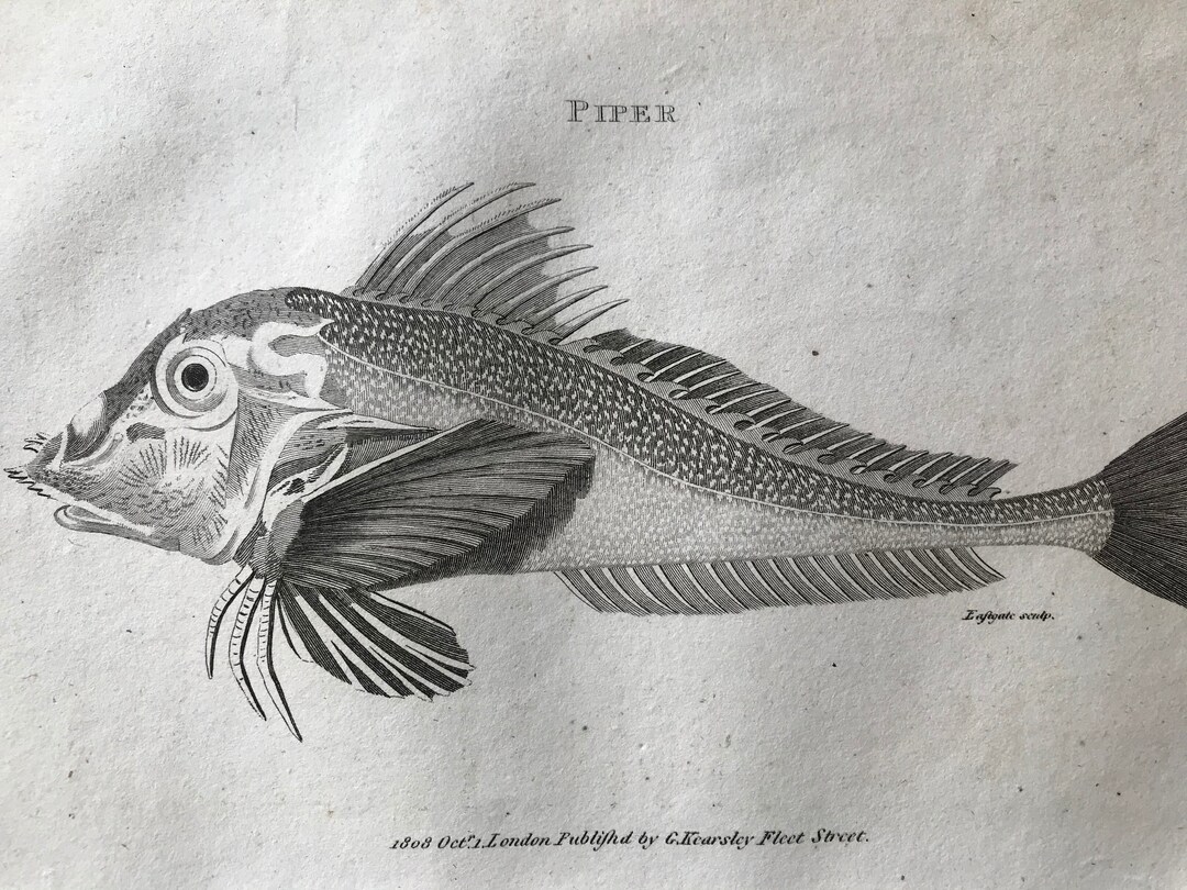 1809 Piper Original Antique Engraving Natural History Zoological Art ...