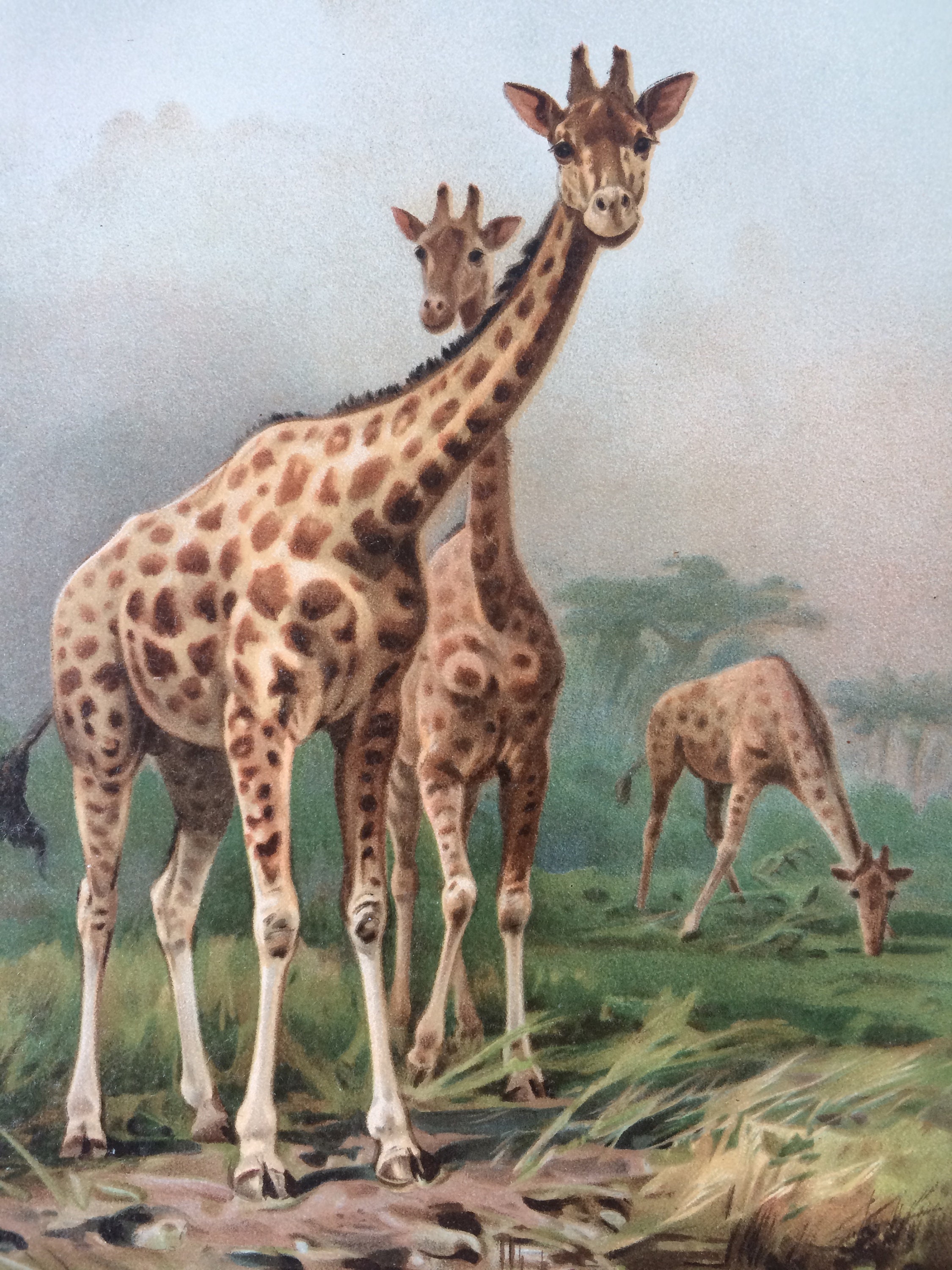 1904 Original Antique Lithograph - Giraffe - Wildlife Decor - Animal ...