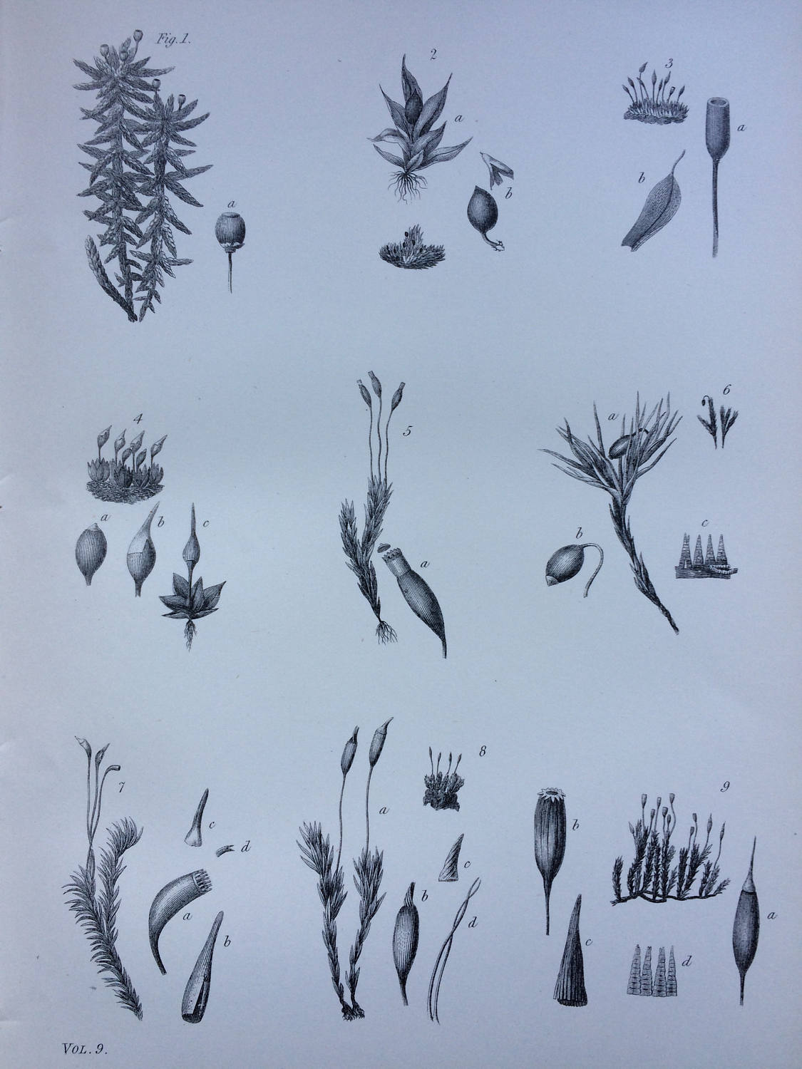 1891 Mosses Original Antique Encyclopaedia Illustration - Moss - Nature ...