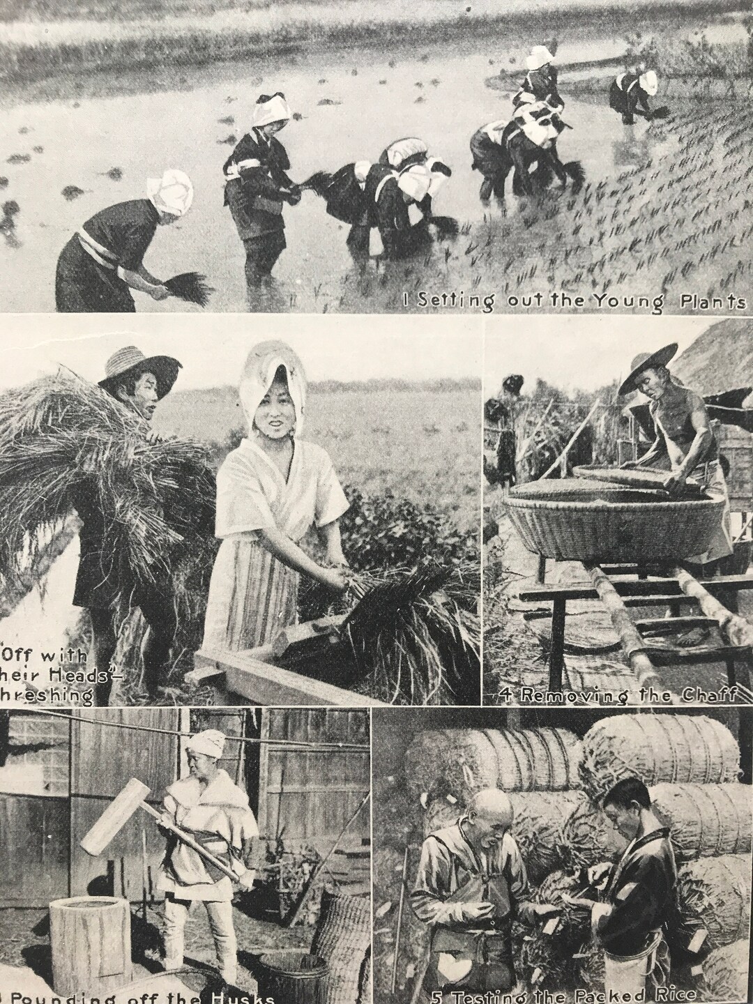 1940s the Picture Story of a Grain of Rice Original Vintage - Etsy