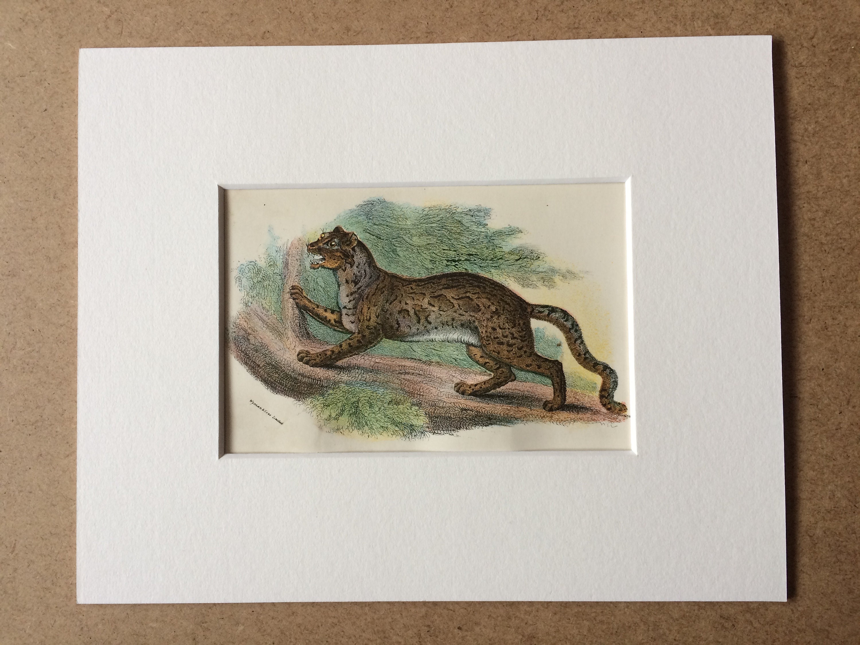 Lithographs Art & Collectibles 1896 LEOPARD PANTHER Natural History ...