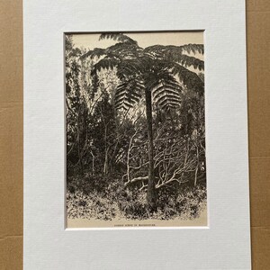 1896 Forest Scene in Madagascar Original Antique Print - Etsy