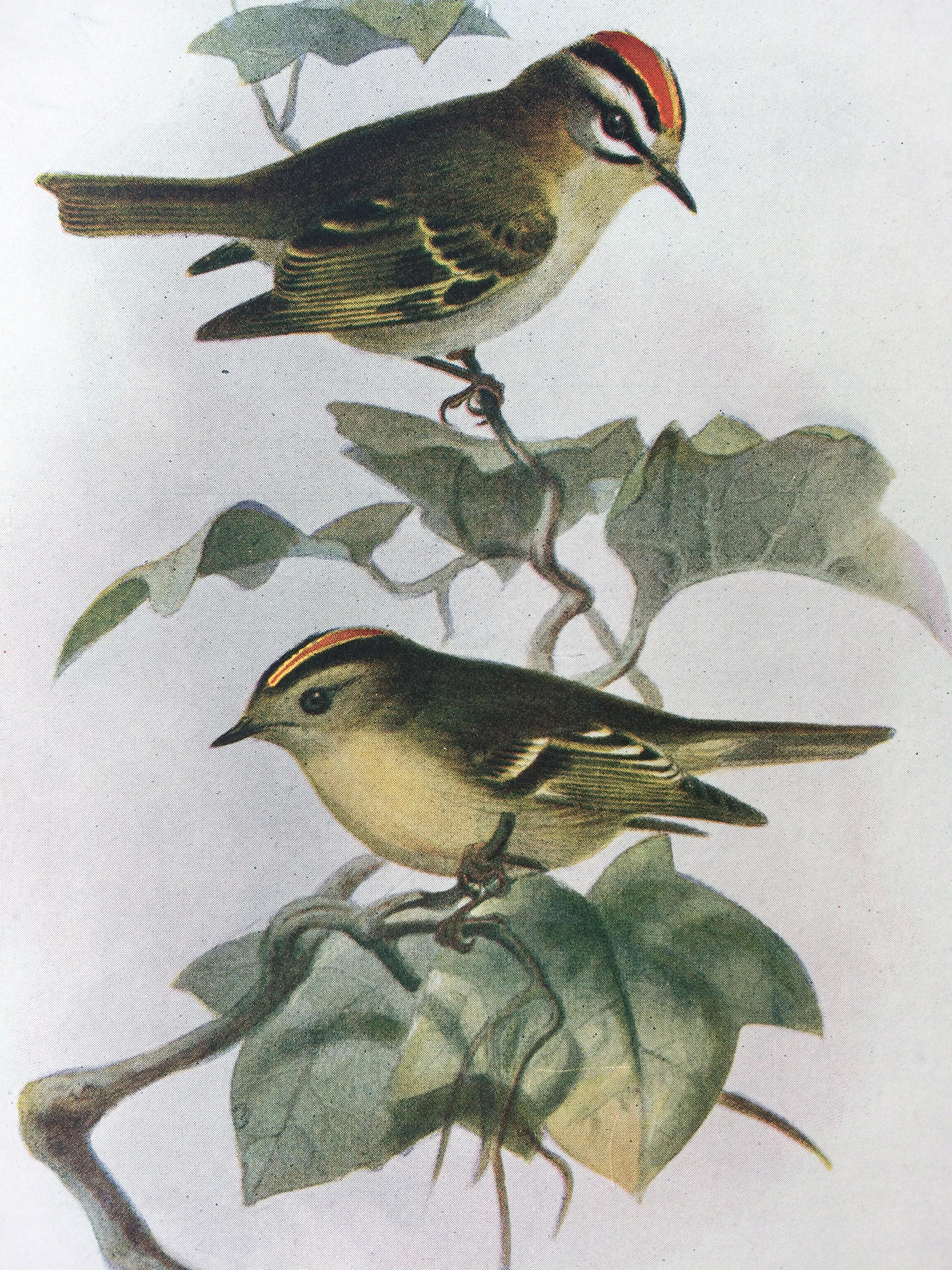 1907 Fire-Crested Wren and Golden Crested Wren Original Antique ...