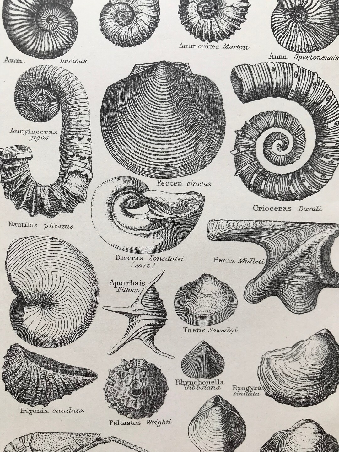 1913 Lower Cretaceous Fossils Lower Greensand Original - Etsy