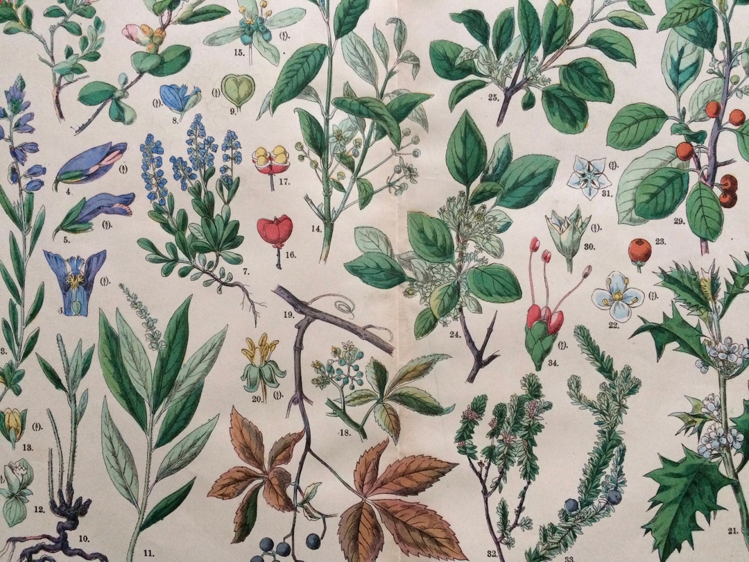 1890 Large Original Antique Botanical Lithograph - Botanical Print ...