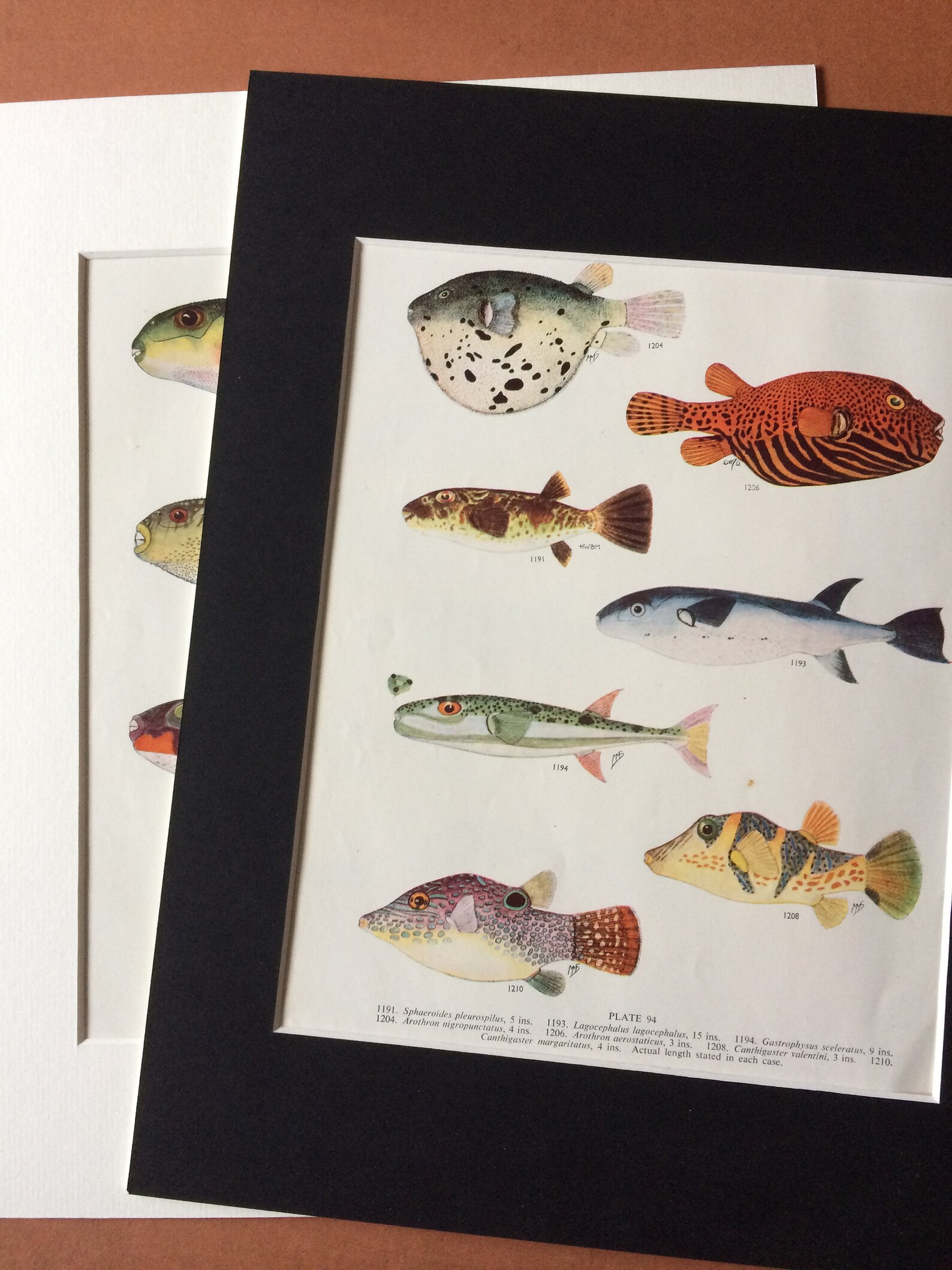 1950 Original Vintage Fish Print Mounted and Matted - Etsy UK