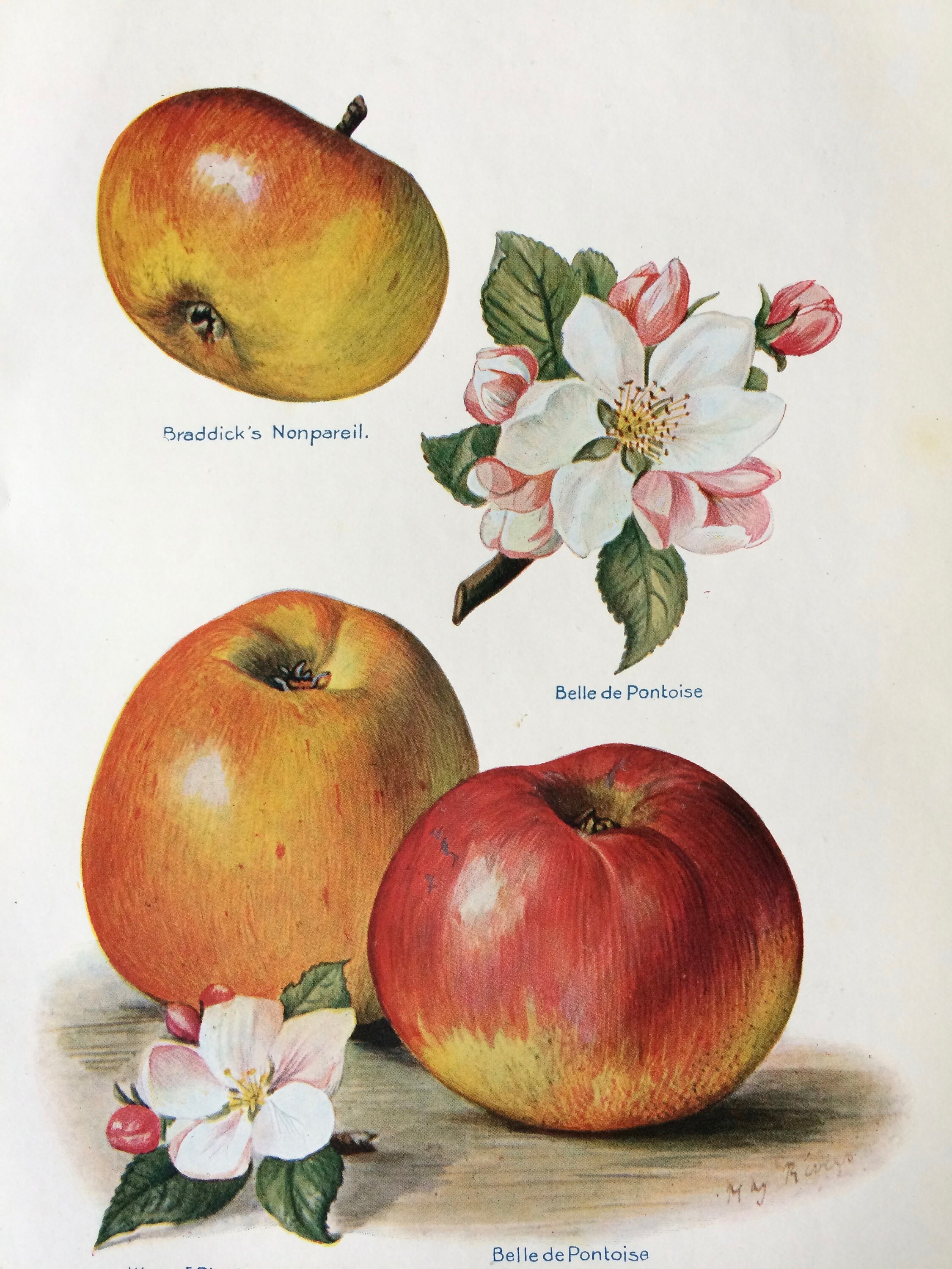 1924 Apple Varieties Original Vintage Fruit Print - Country Kitchen ...