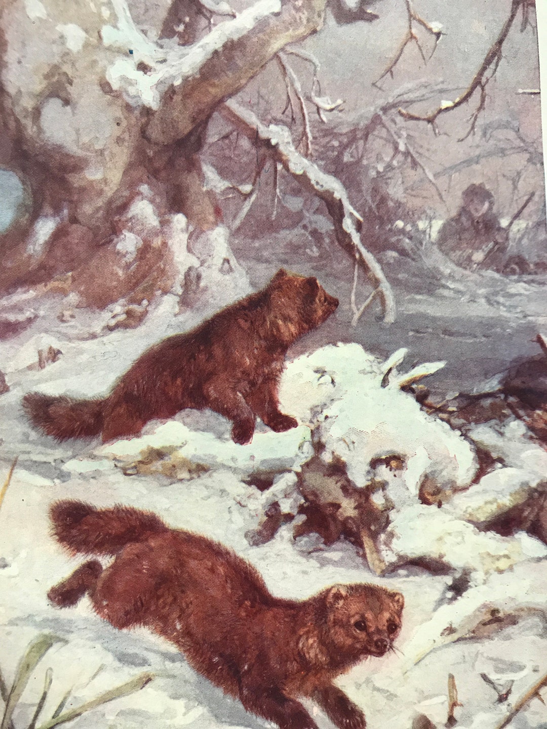 1903 the Russian Sable the King of the Martens Original - Etsy