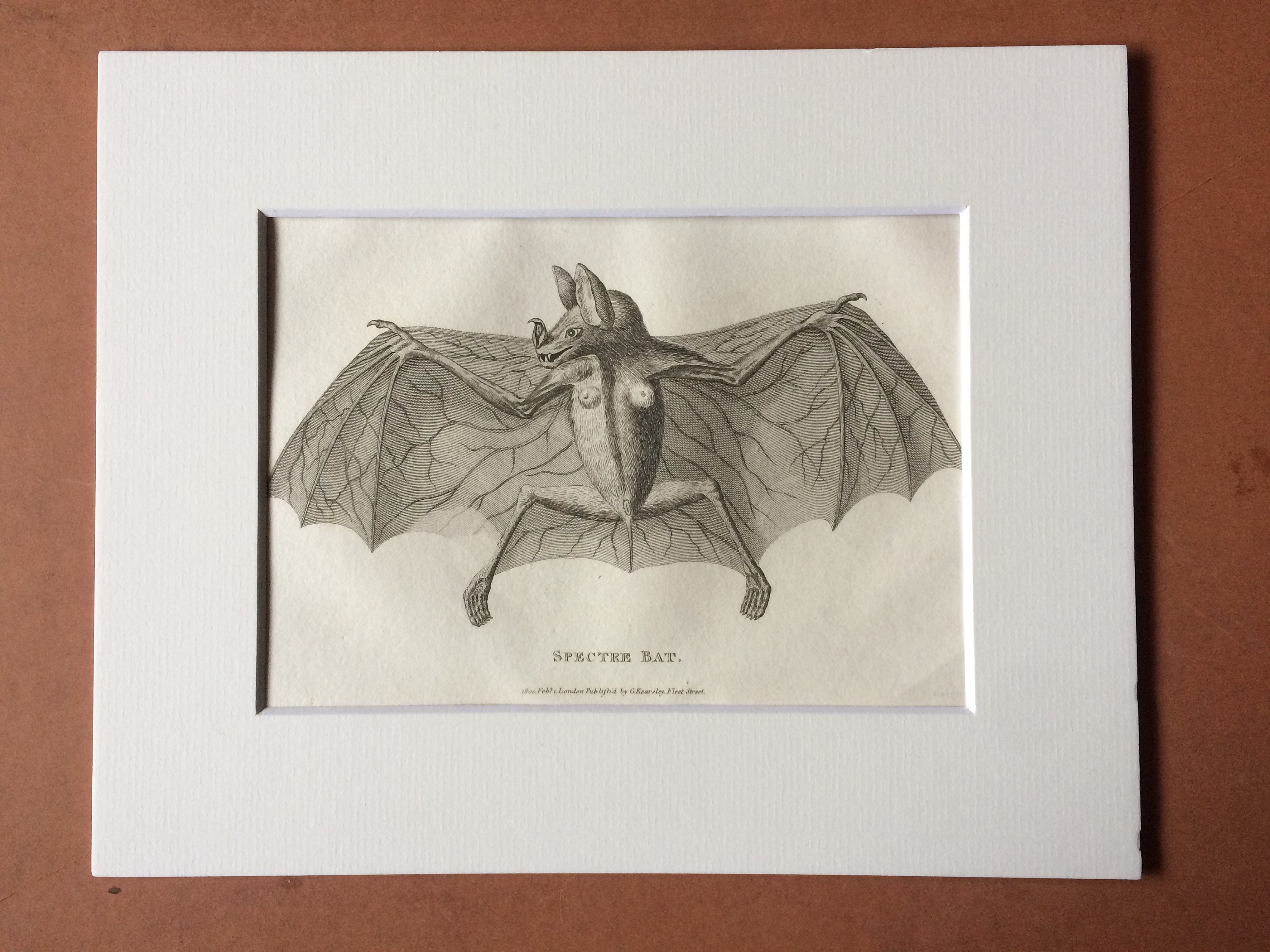 1800 Spectre Bat Original Antique Engraving - Chiroptera - Zoology ...