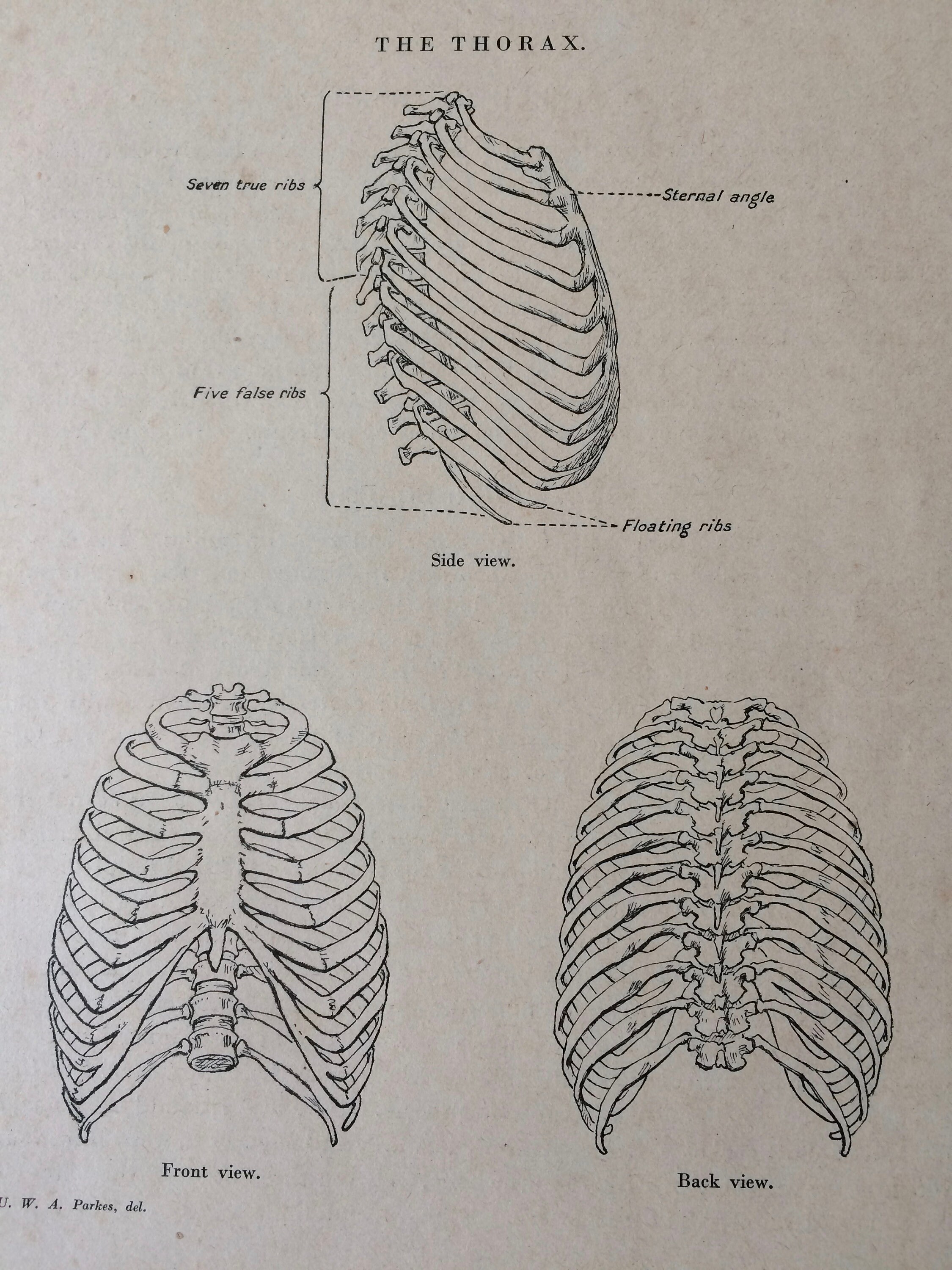 1949 Original Vintage Anatomical Print - The Thorax - Anatomy - Medical ...