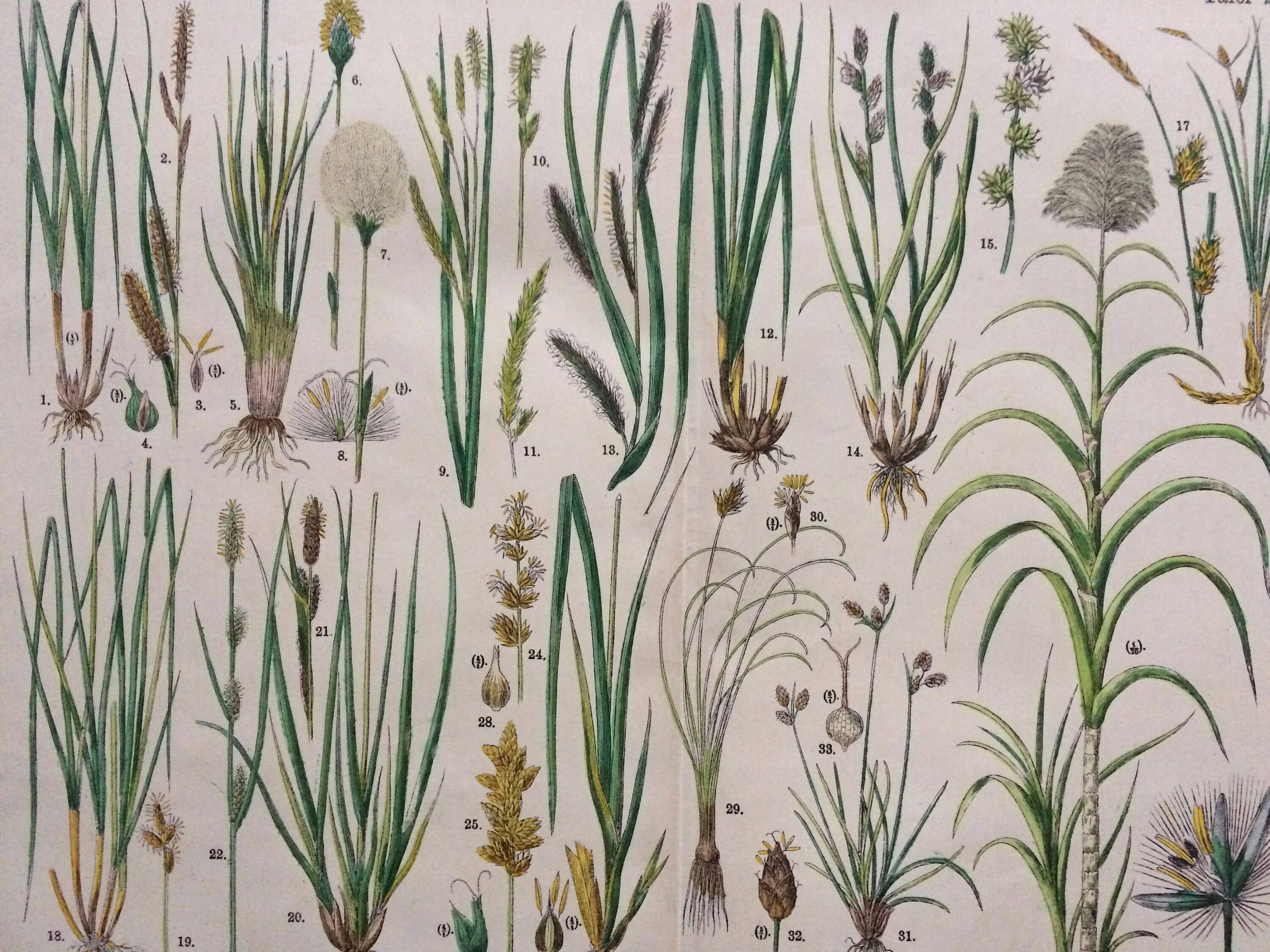 1890 Large Original Antique Botanical Lithograph - Botanical Print ...