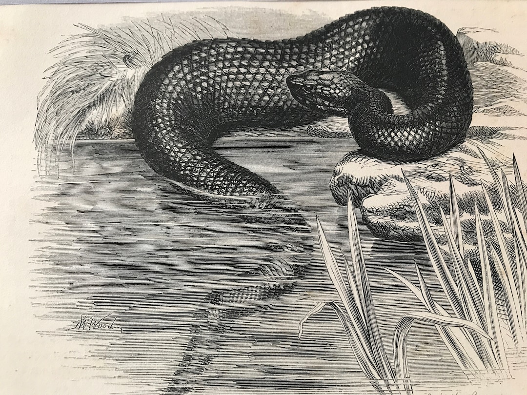 1863 Water Viper Original Antique Print - Herpetology - Snake - Natural ...