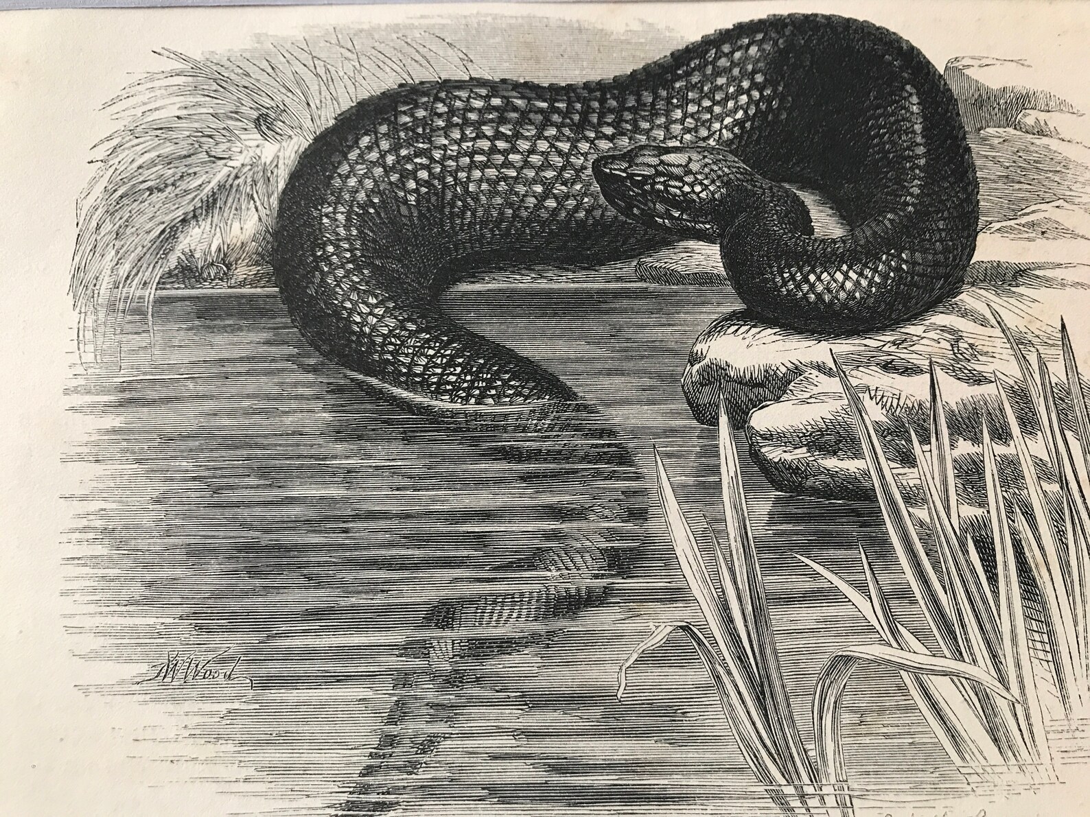 1863 Water Viper Original Antique Print - Herpetology - Snake - Natural ...