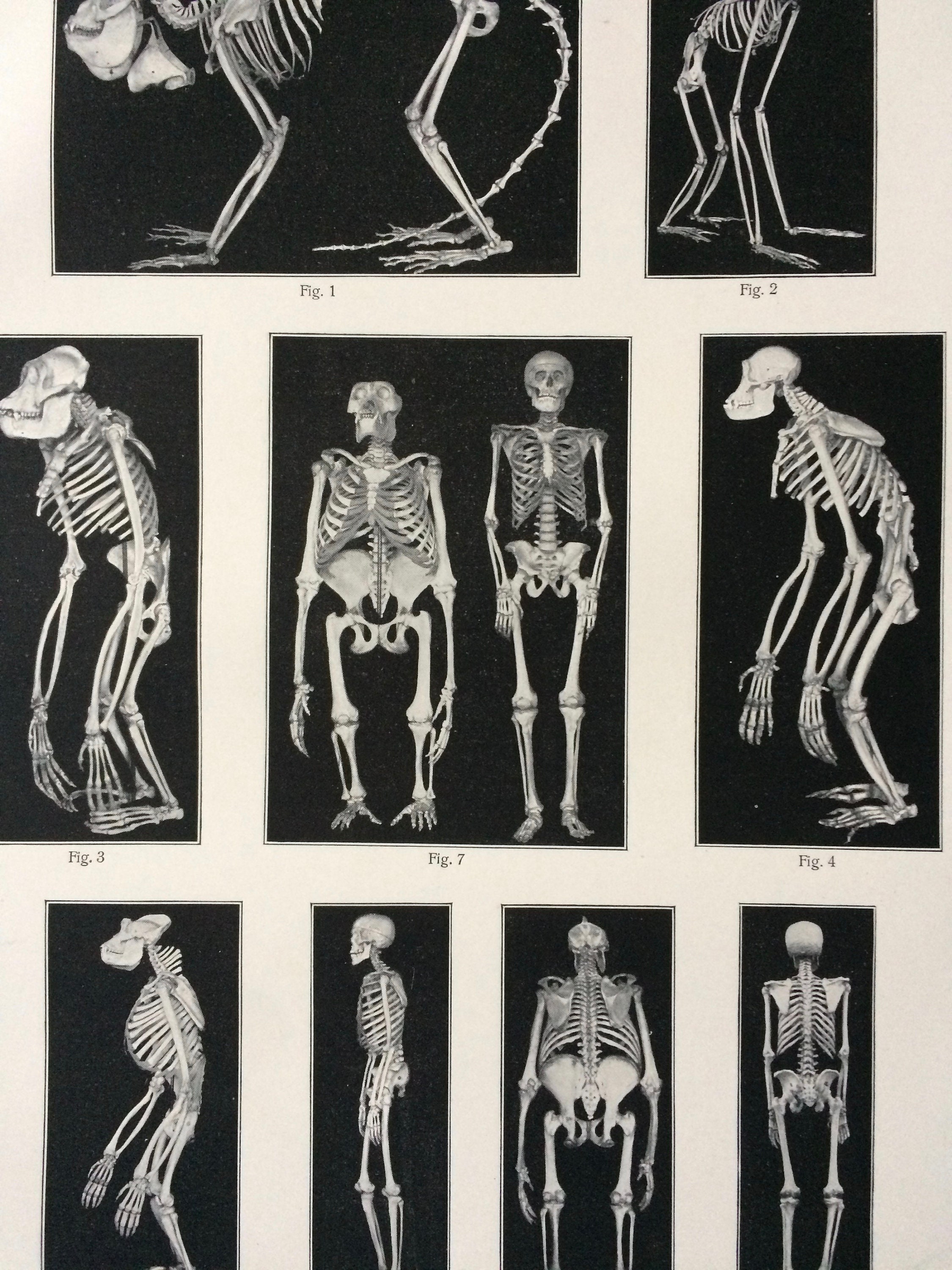 1909 Human Evolution (Monkey and Human Skeletons) Large Original ...